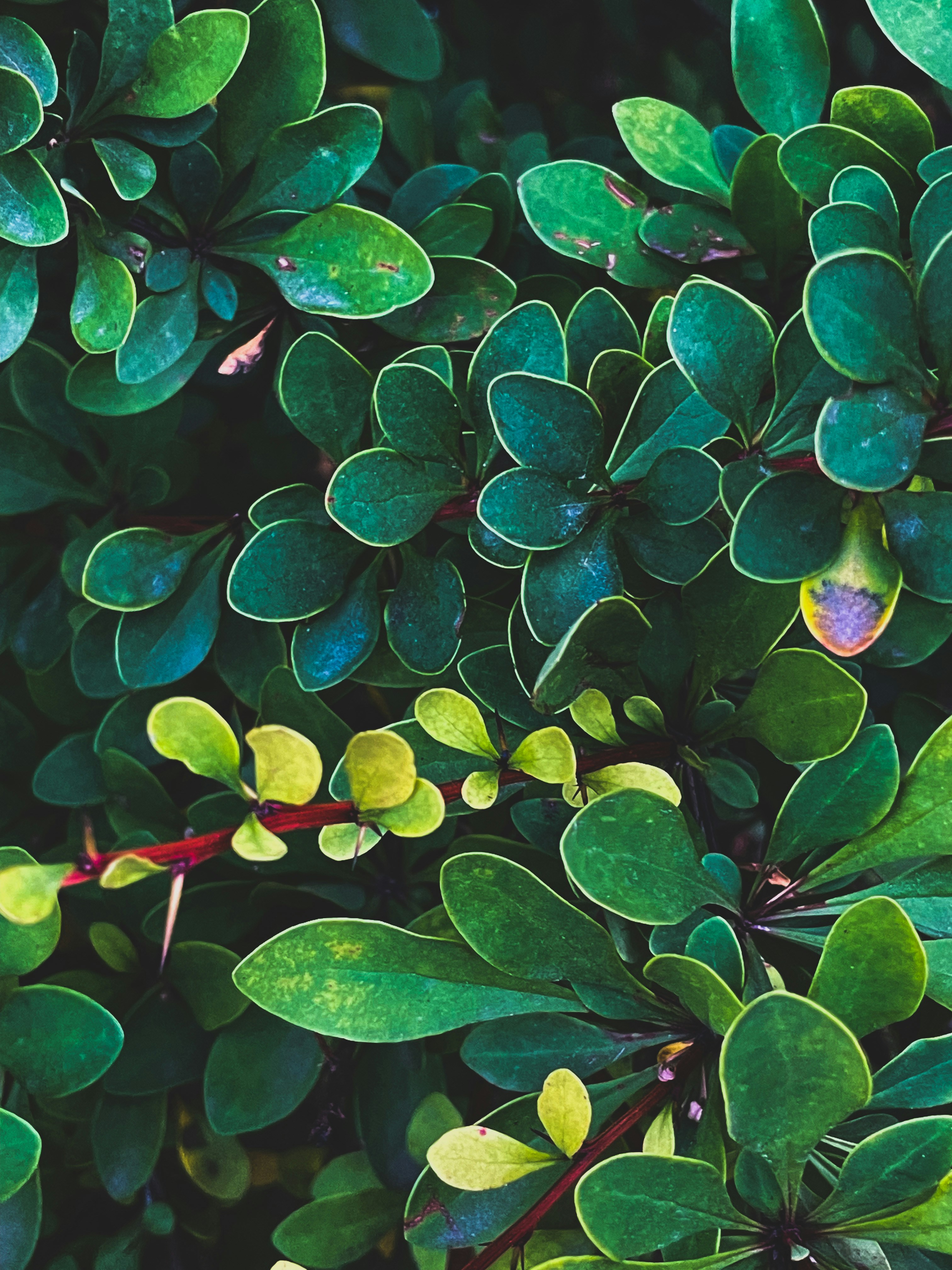 Greenery Background Pictures | Download Free Images on Unsplash
