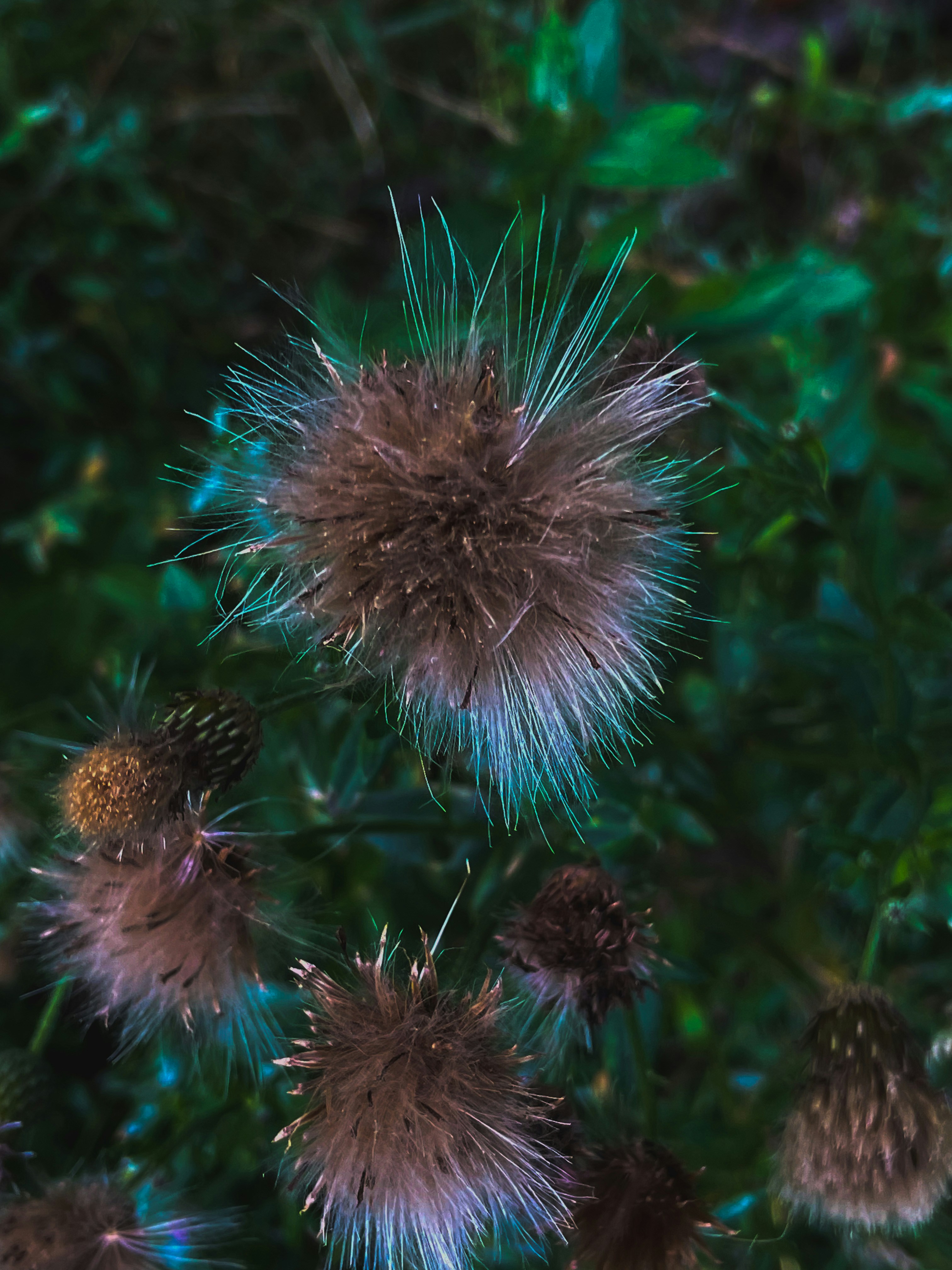 Neon Halo: Close-Up Dandelion Seedhead in Night-Green Glow