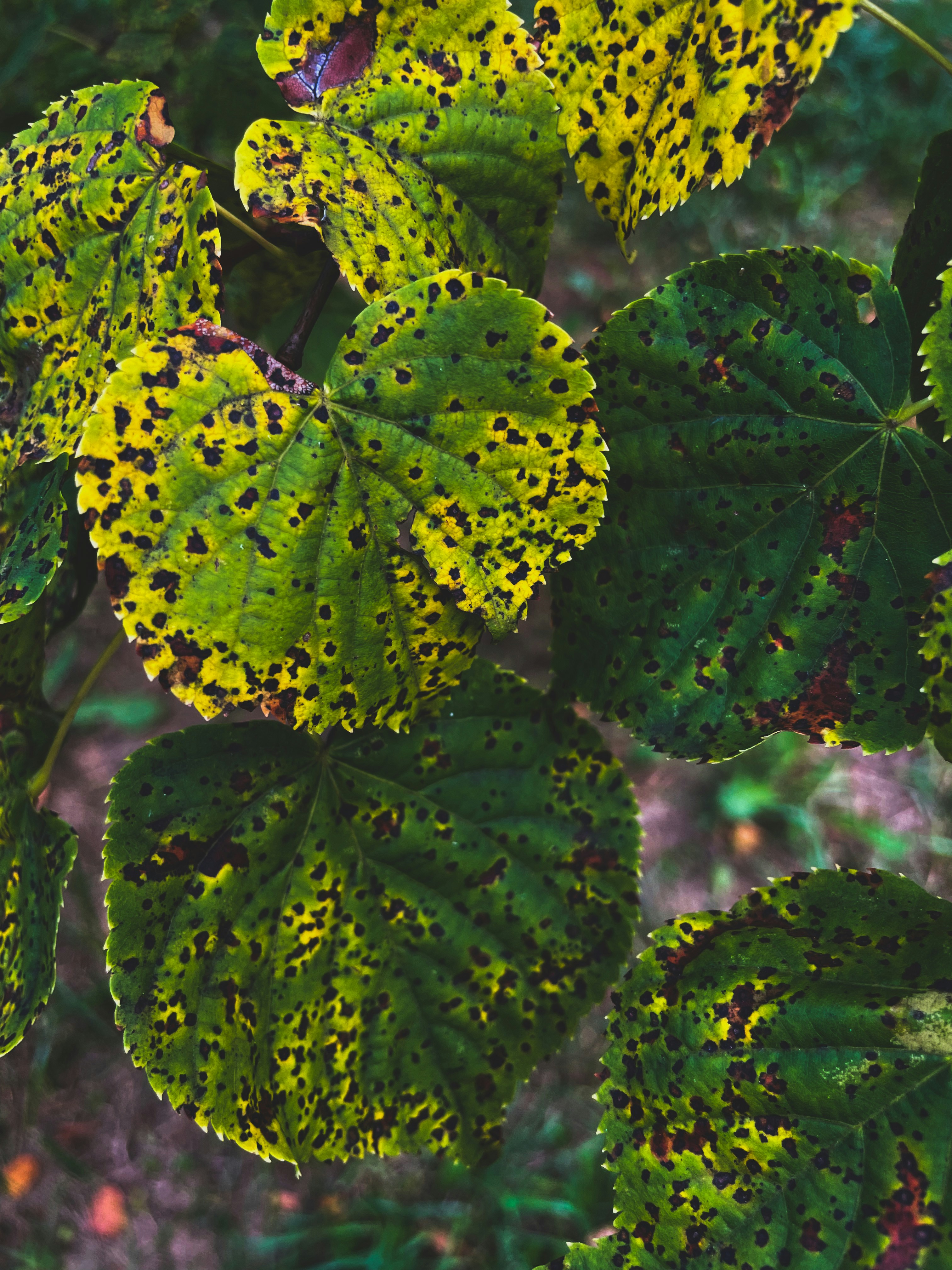 Speckled Green: Variegated Leaves with Early Decay Spots