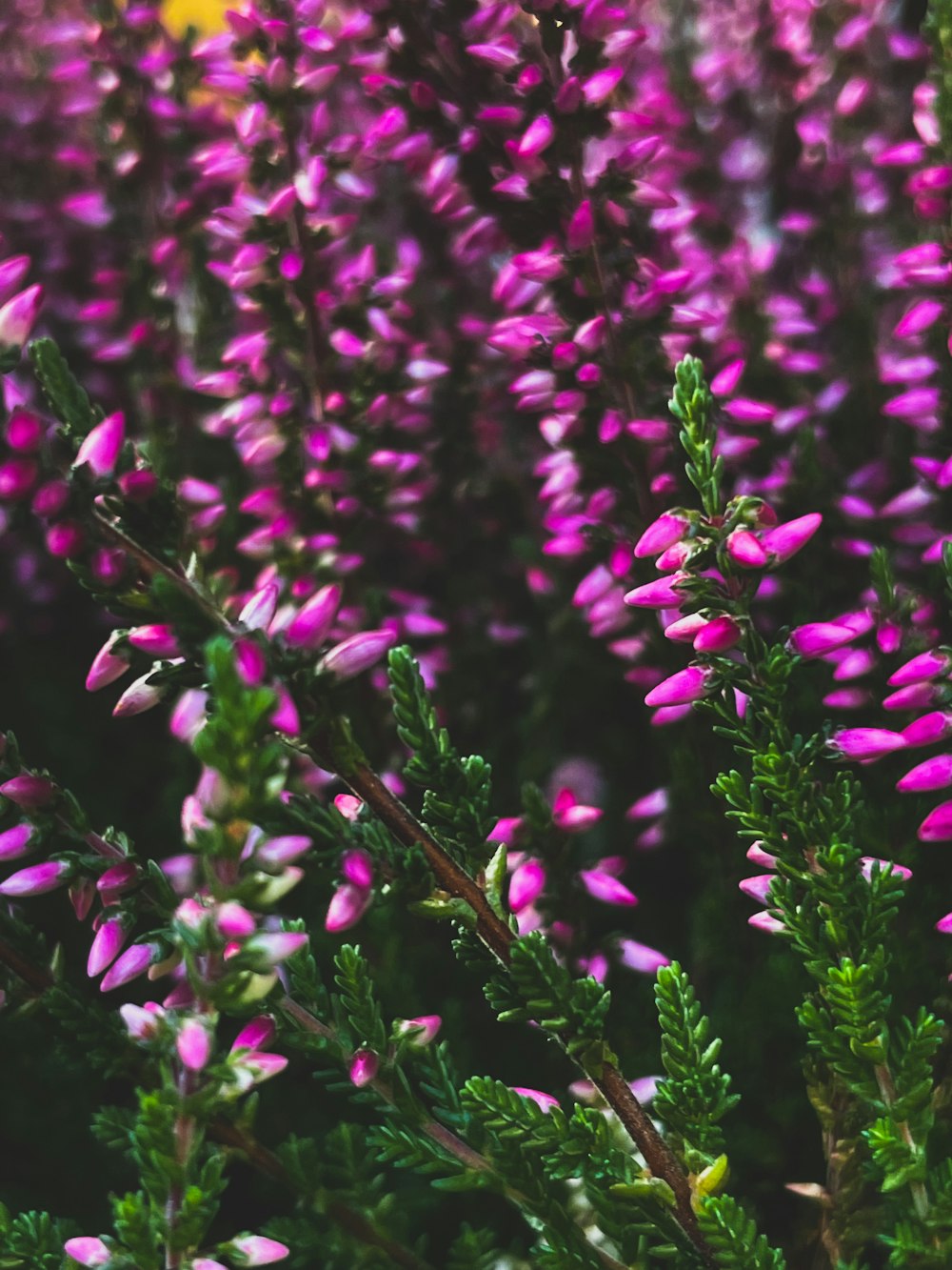 Un gros plan de fleurs violettes photo – Photo Couleur Gratuite sur ... Un gros plan de fleurs violettes photo – Photo Couleur Gratuite sur ...