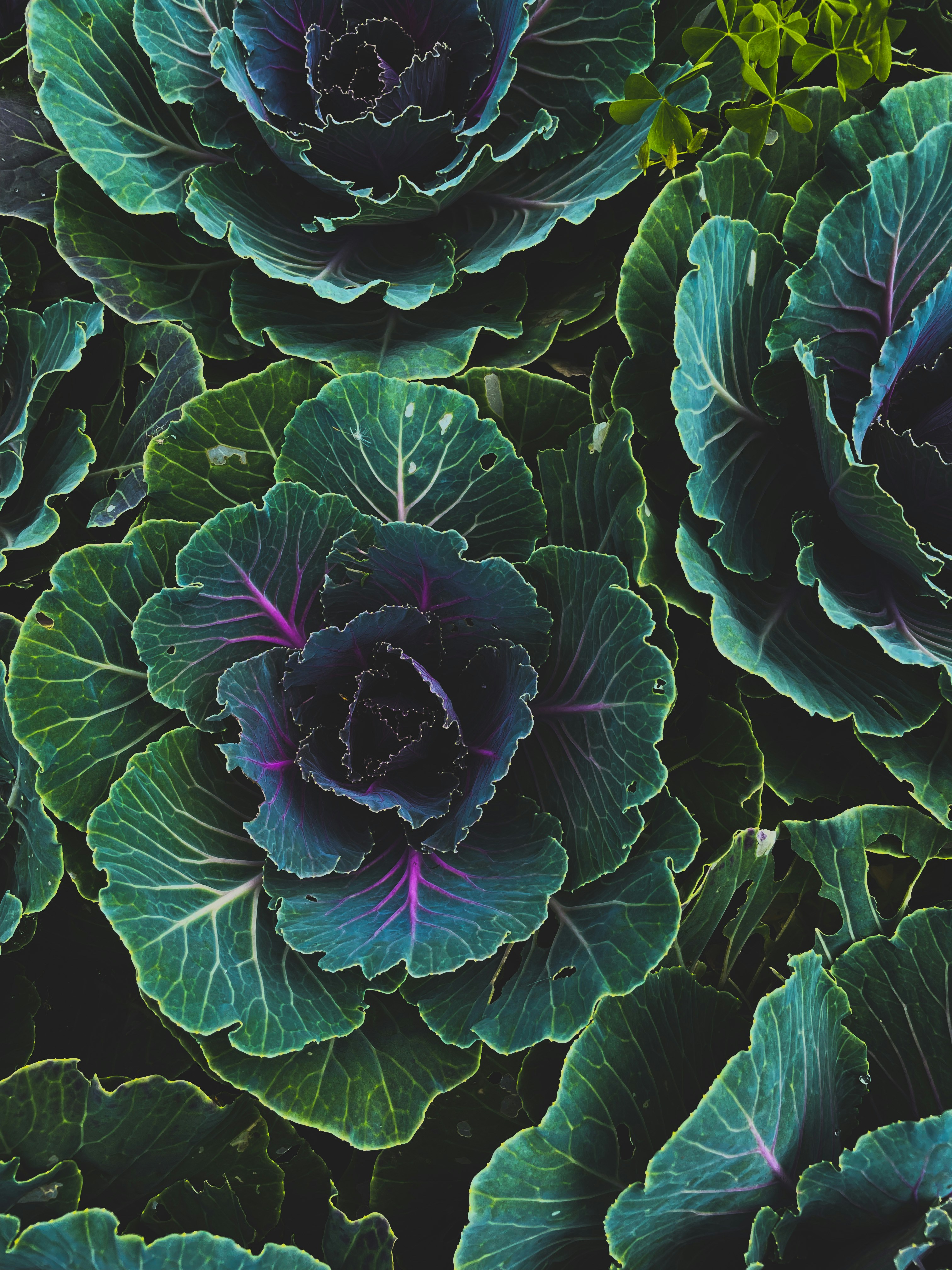 Neon Succulent Rosette: A Kaleidoscope of Caber Leaves