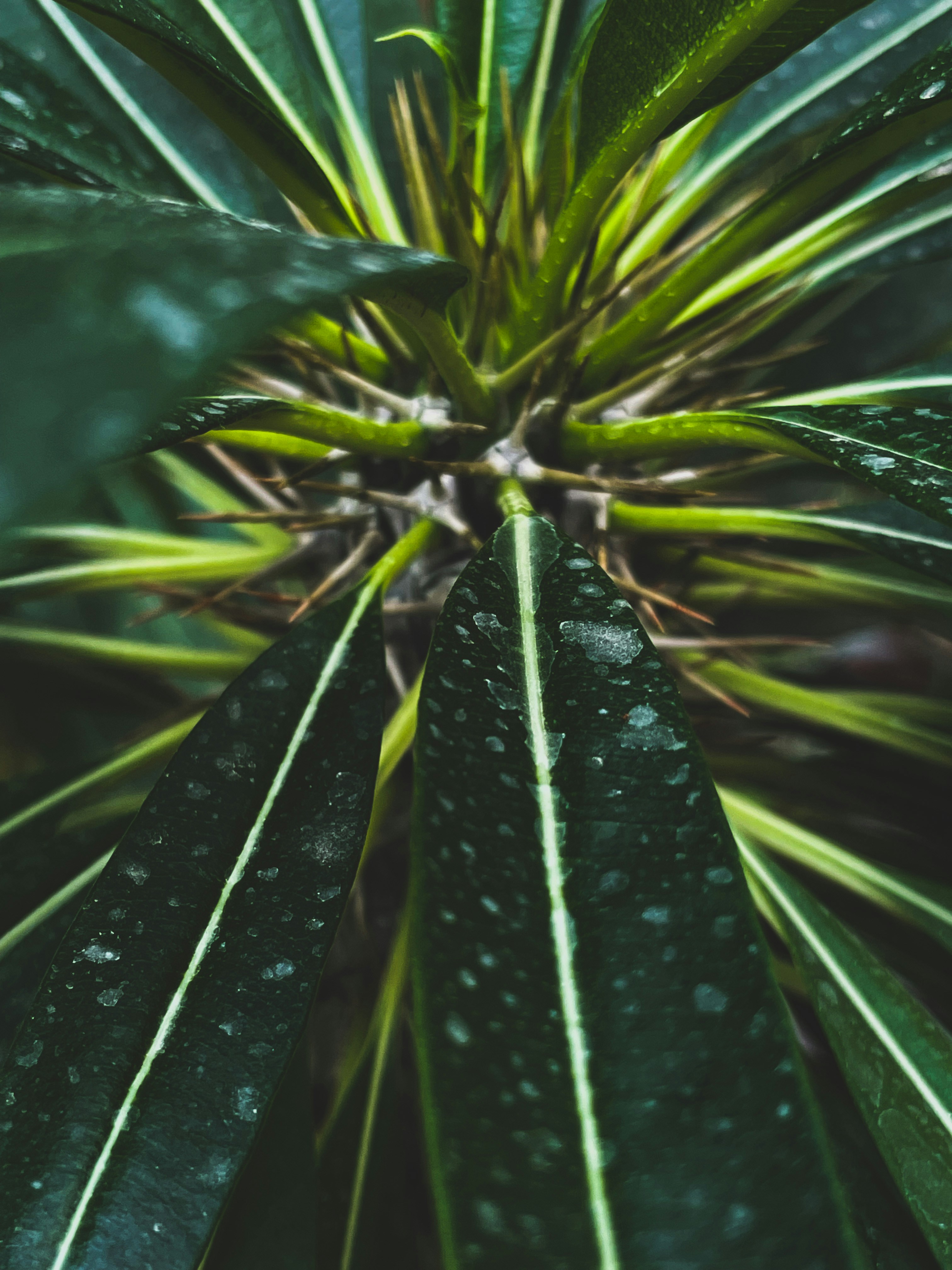 Radial Verdure: Dew-Kissed Leaves Converge in Macro Portrait