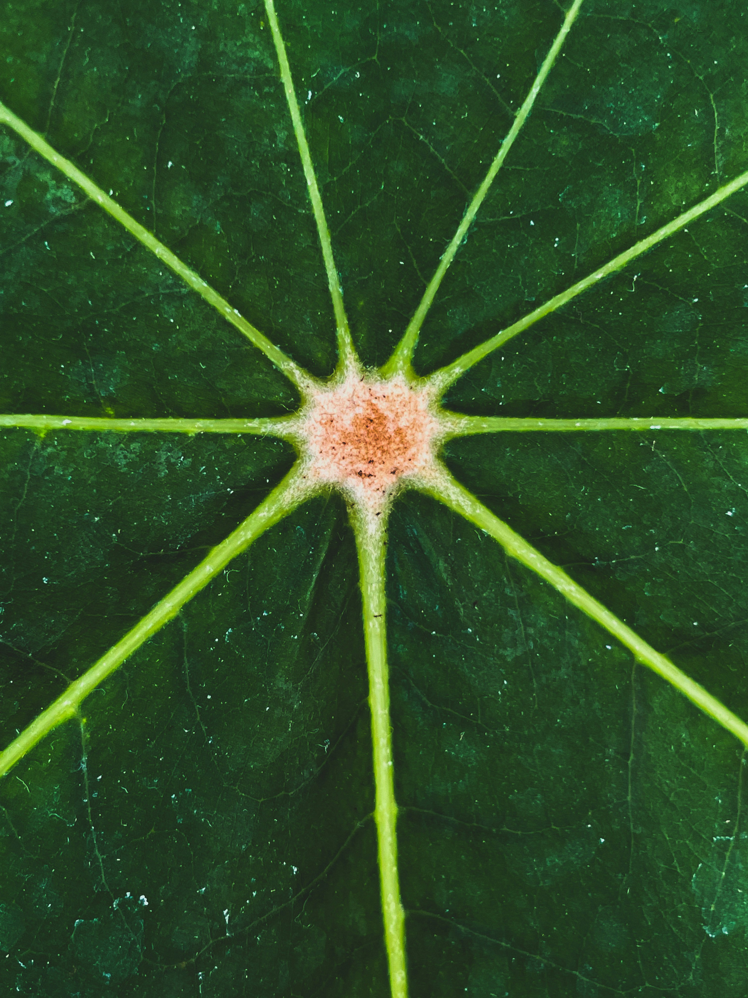a close up of a plant