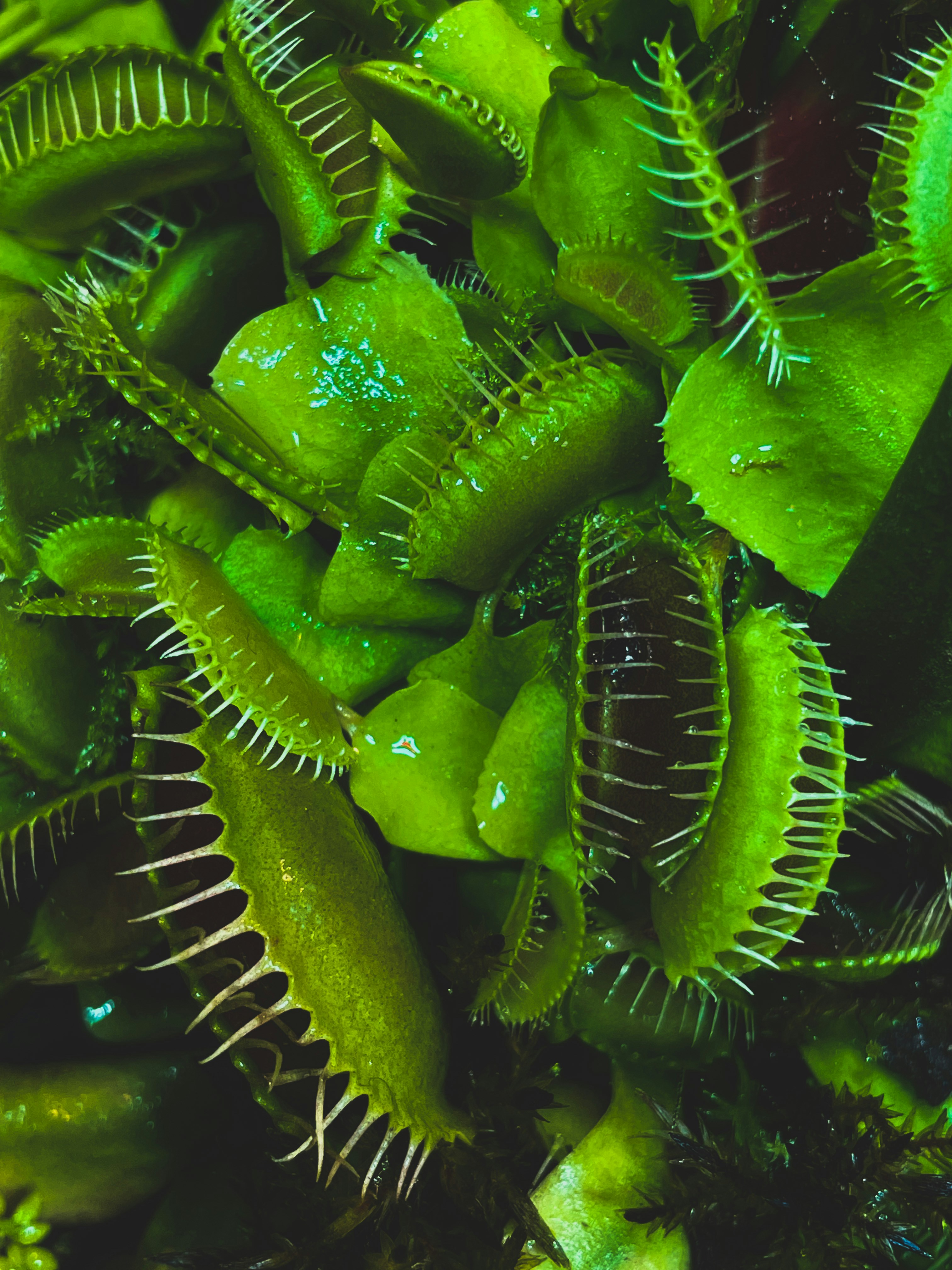 A green sea creature photo – Free Green Image on Unsplash