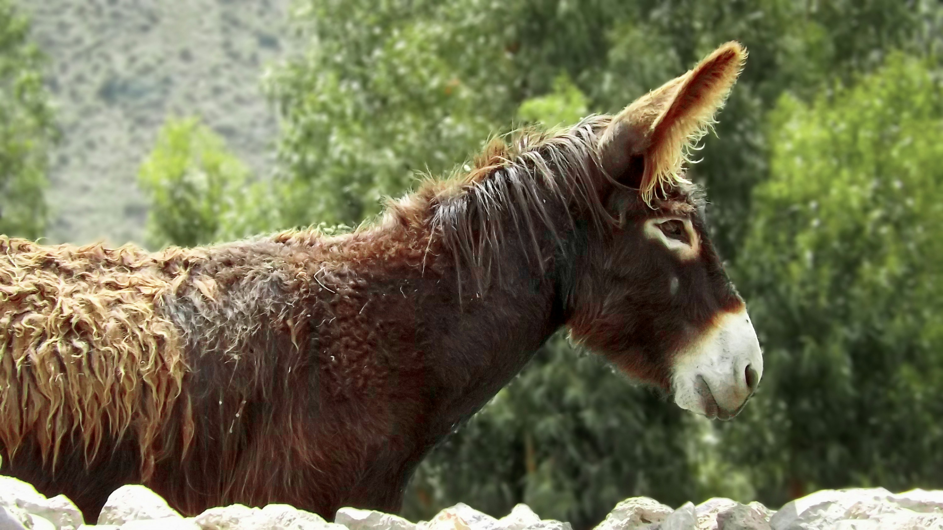 Shaggy-brown donkey faces right in a sunlit, leafy setting with a rocky hillside in the background.