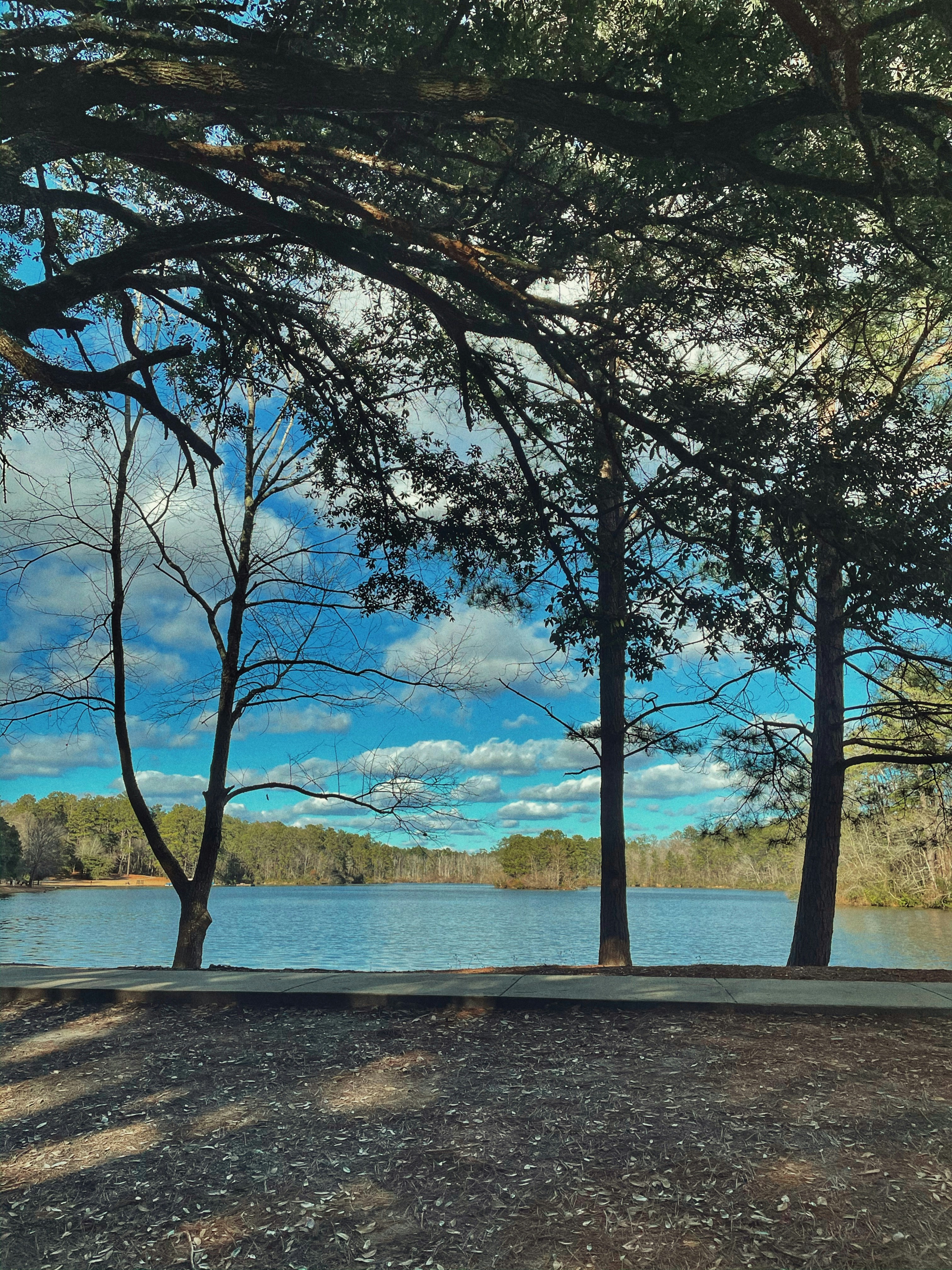Shoreline Palette: Trees Framing a Quiet Lake Under a Blue Sky