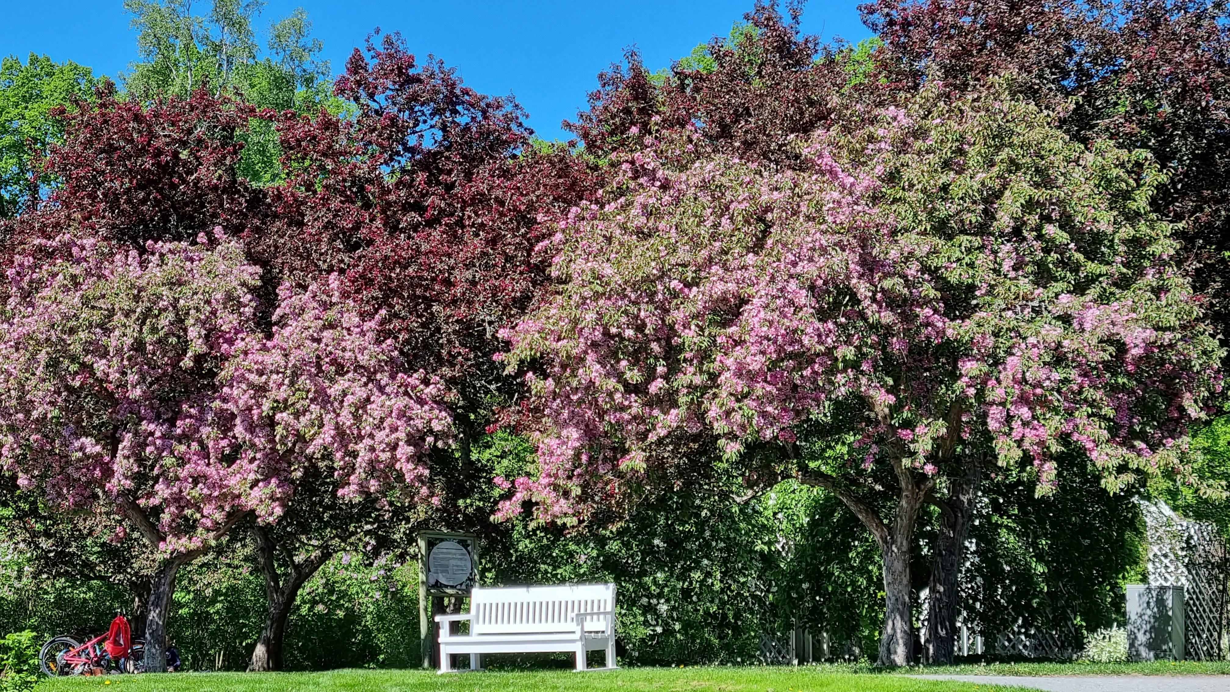 Pink-Flowered Canopy Over a Quiet Park Bench