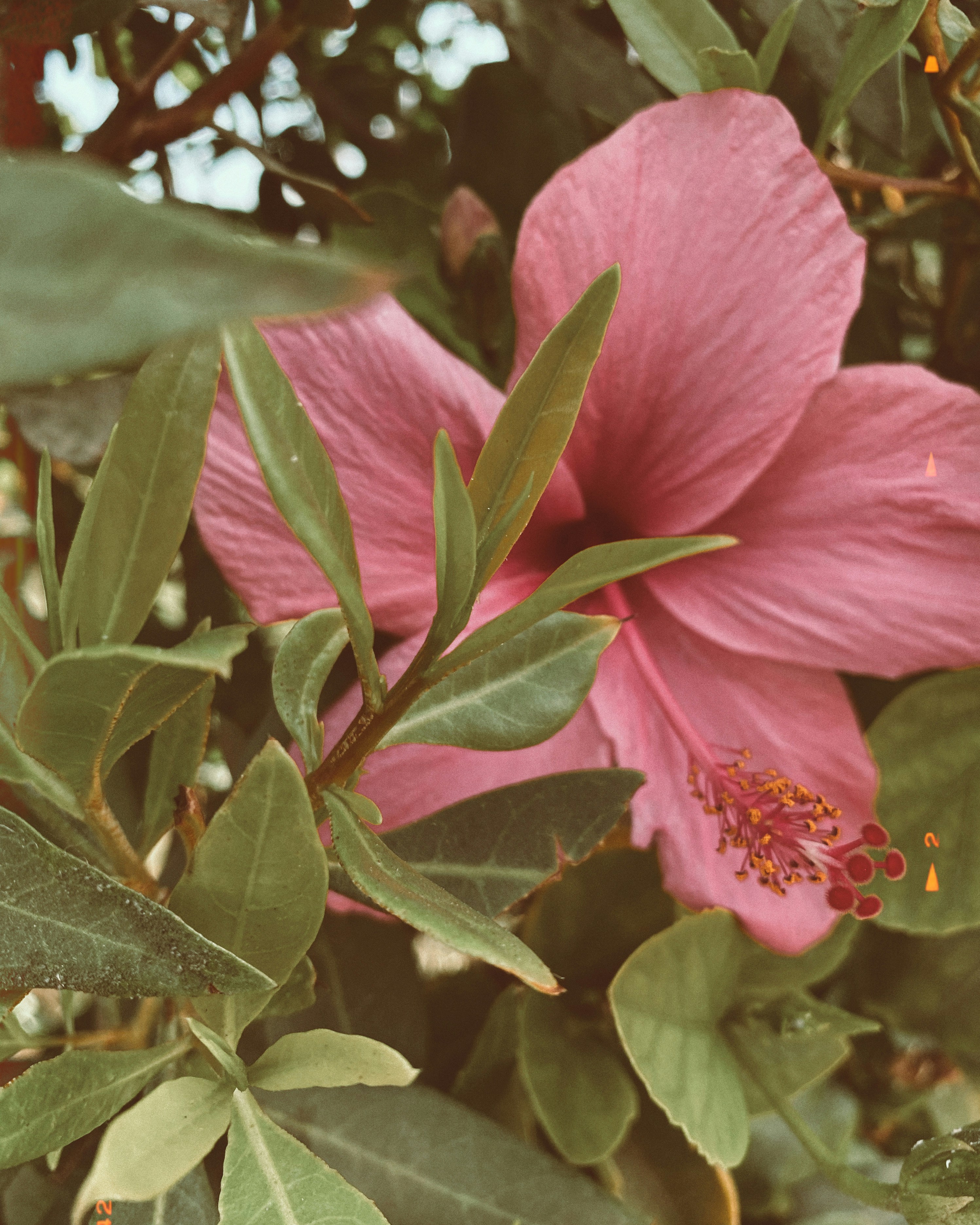 Whispers of Pink Among Green