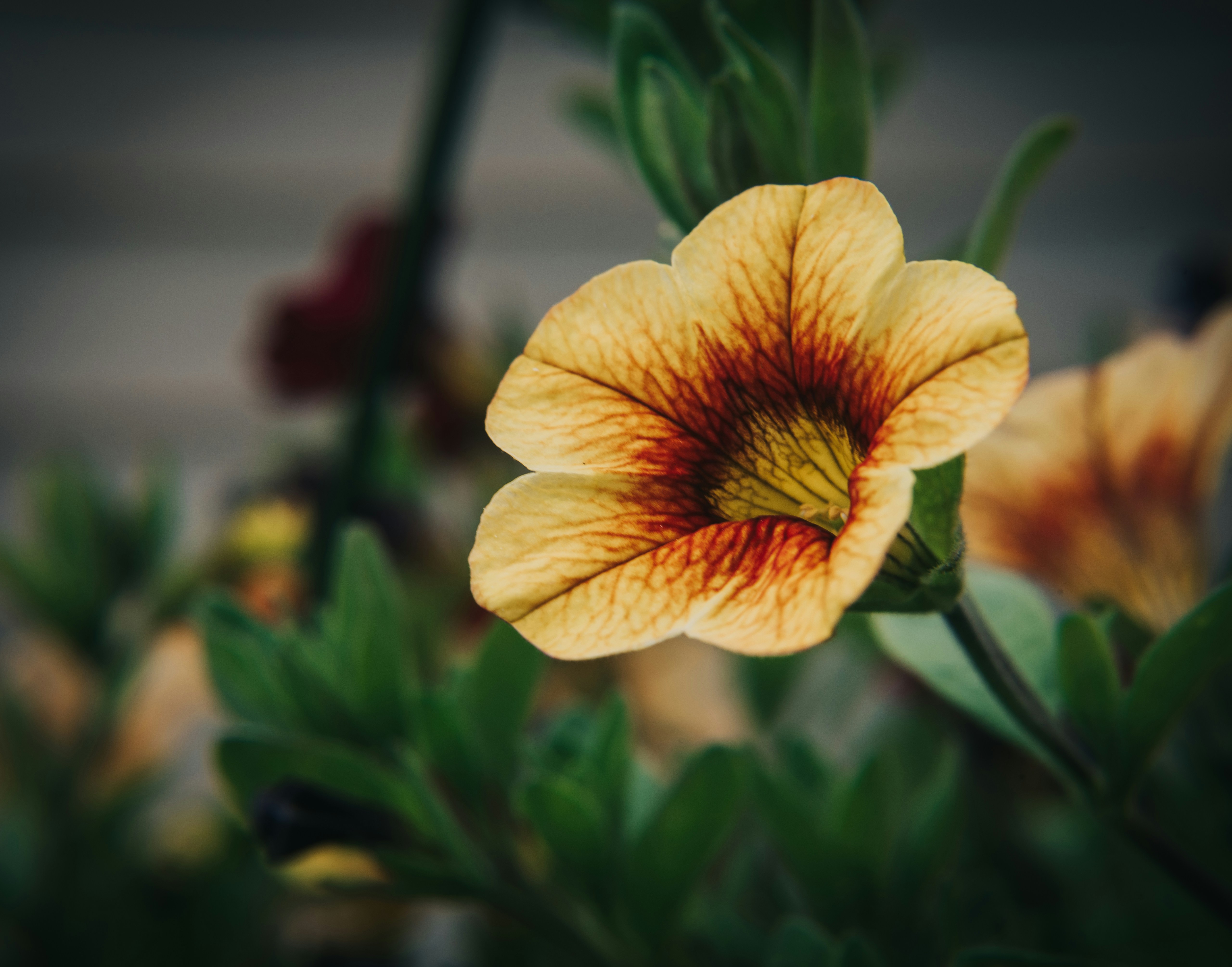 Amber Veins in Velvet Bokeh: a Close-Up Bloom