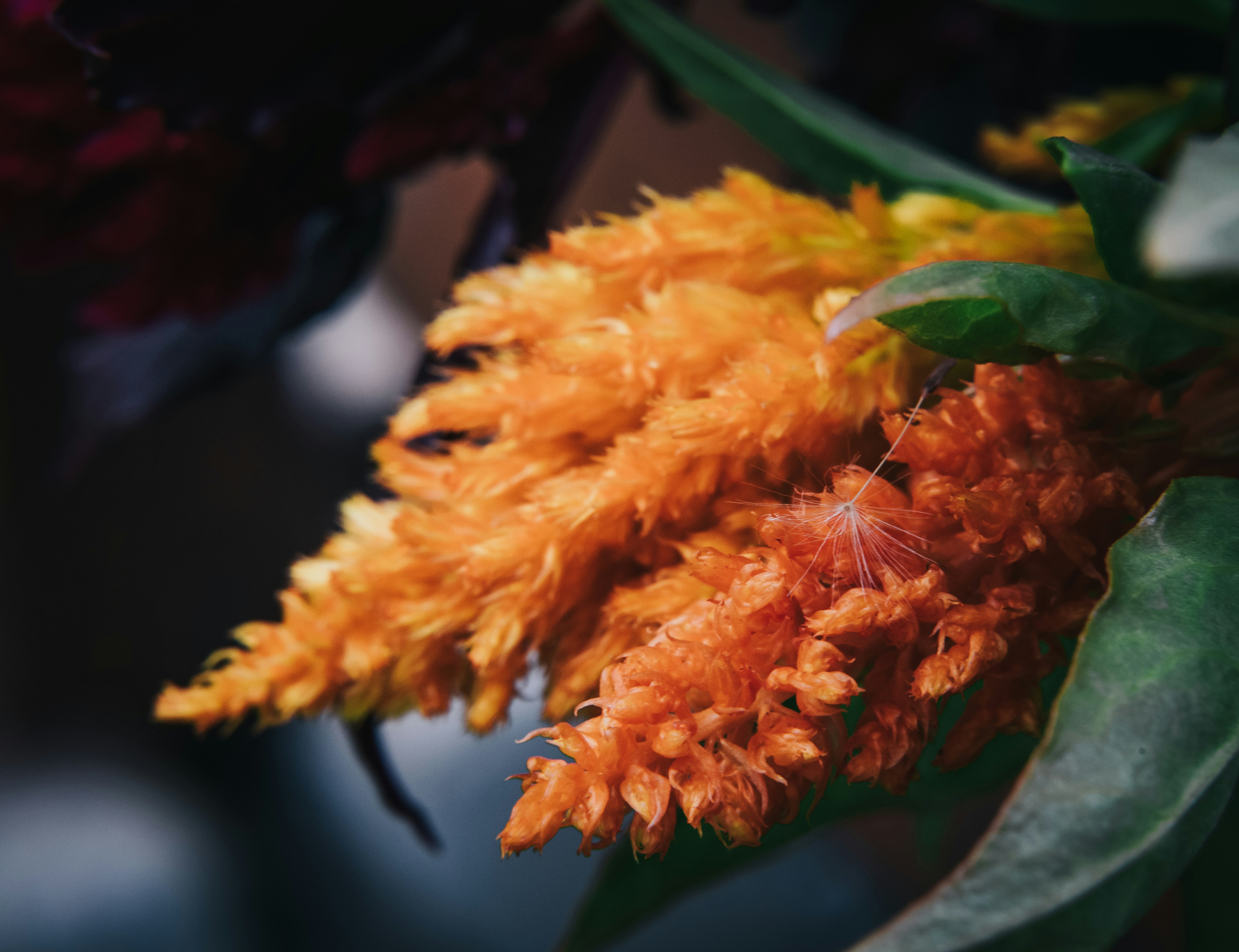 Amber Celosia Plumes in Velvet Shadows