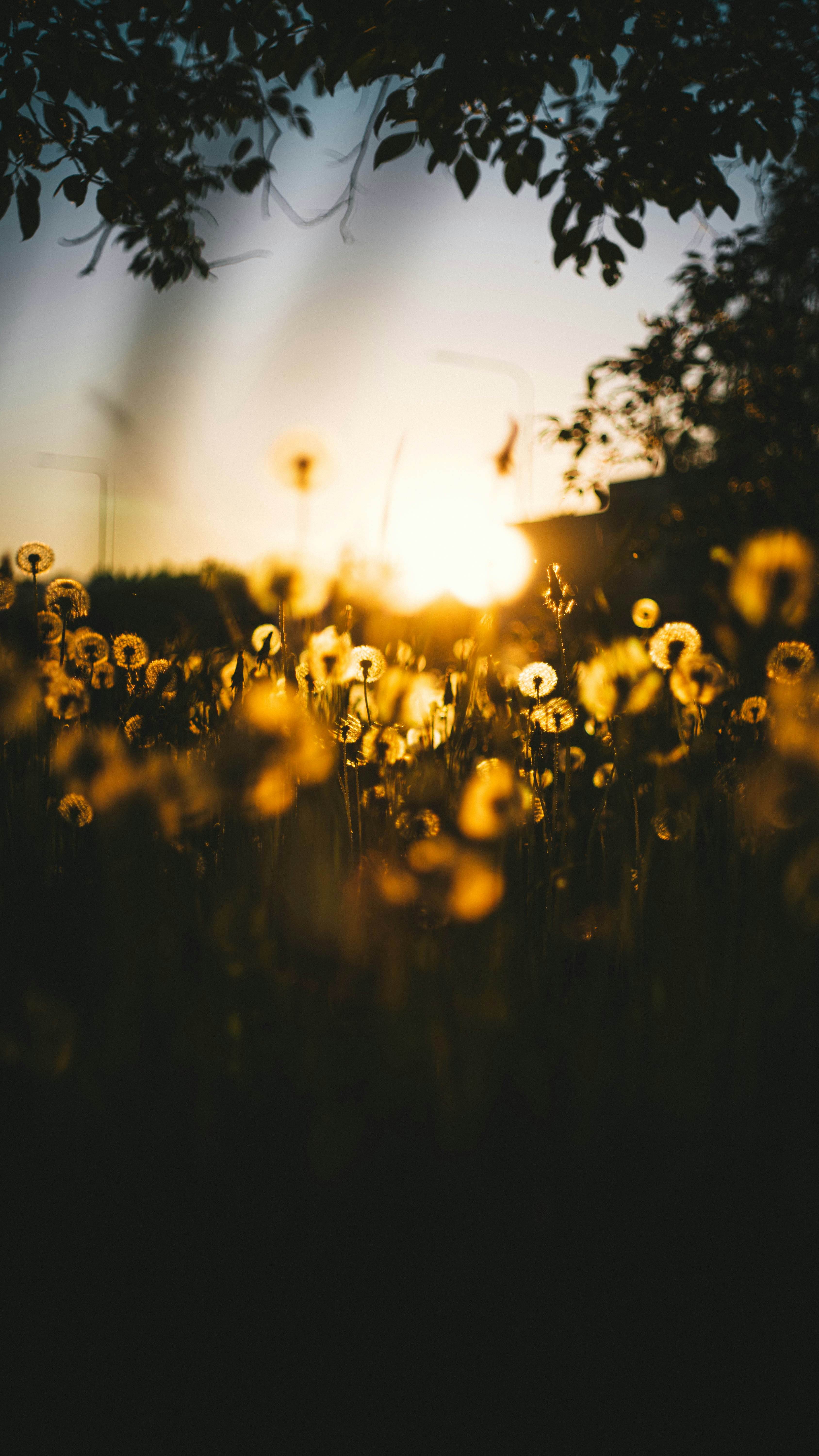 花のグループの写真 – Unsplashの花の無料画像