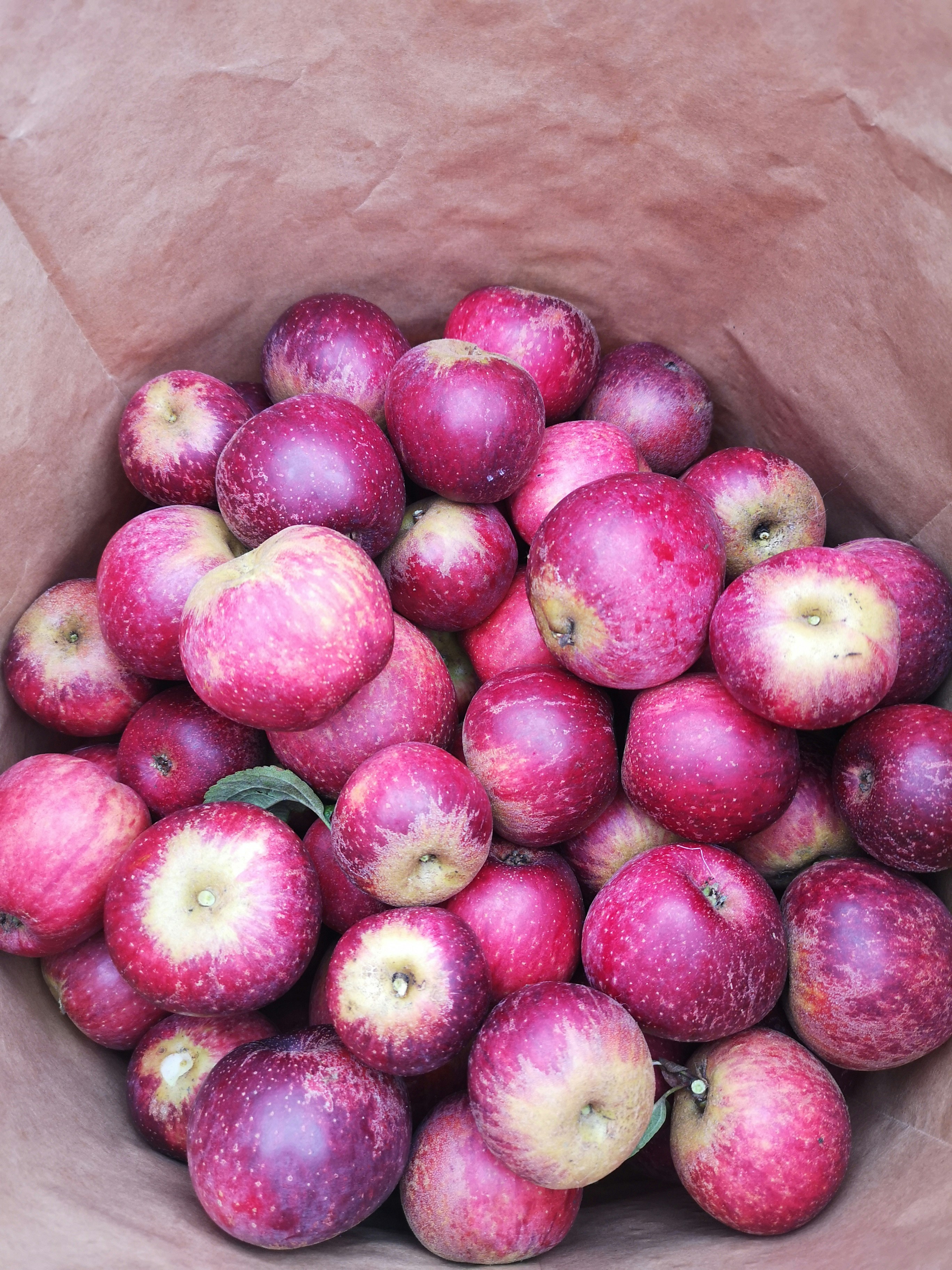 Bag of Kingston Black cider apples. Castlebellingham, Co Louth