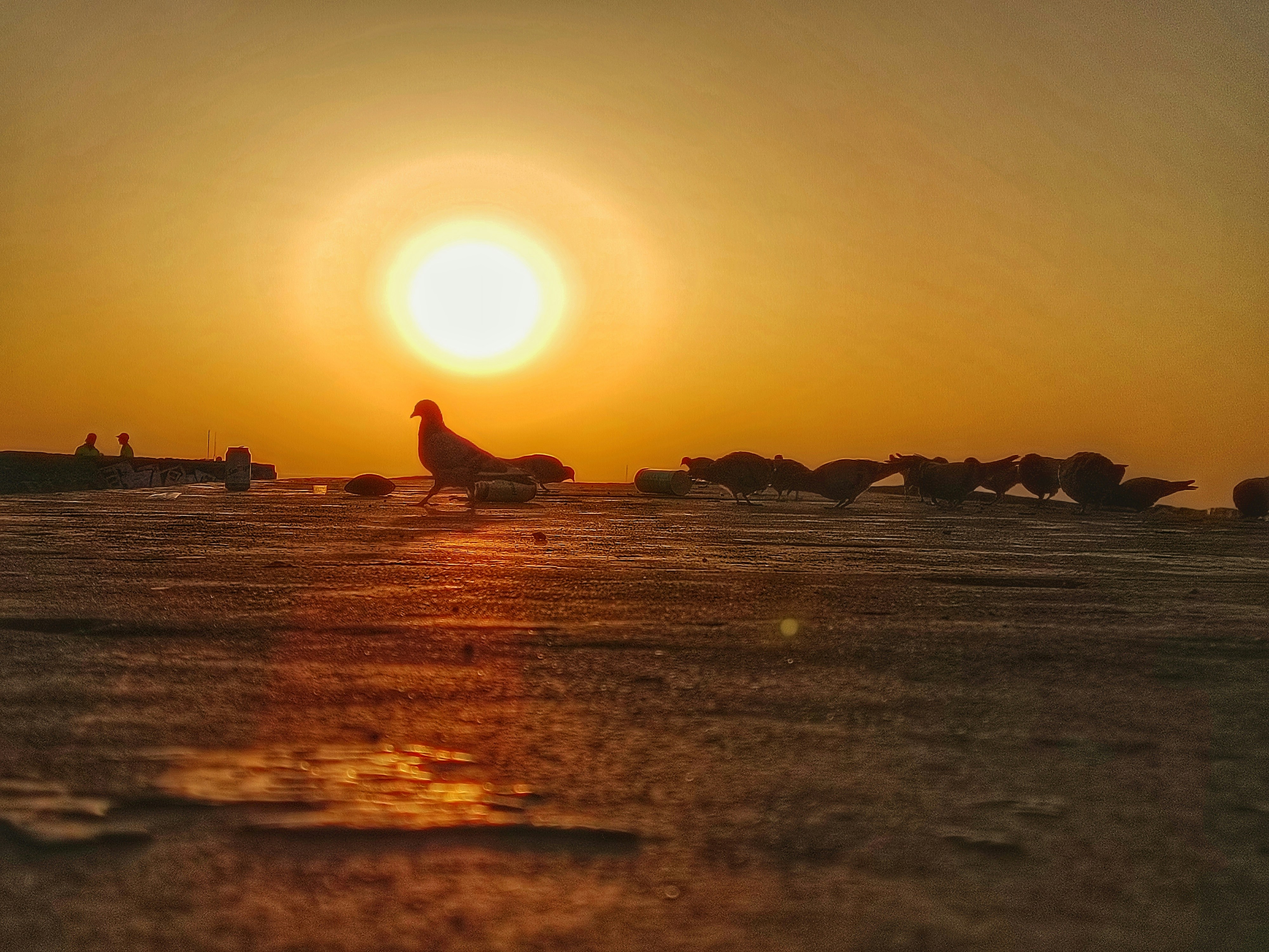 Pigeons gather on a sunlit surface as the sun sets on the horizon, casting a warm glow. The scene captures a tranquil moment in nature.