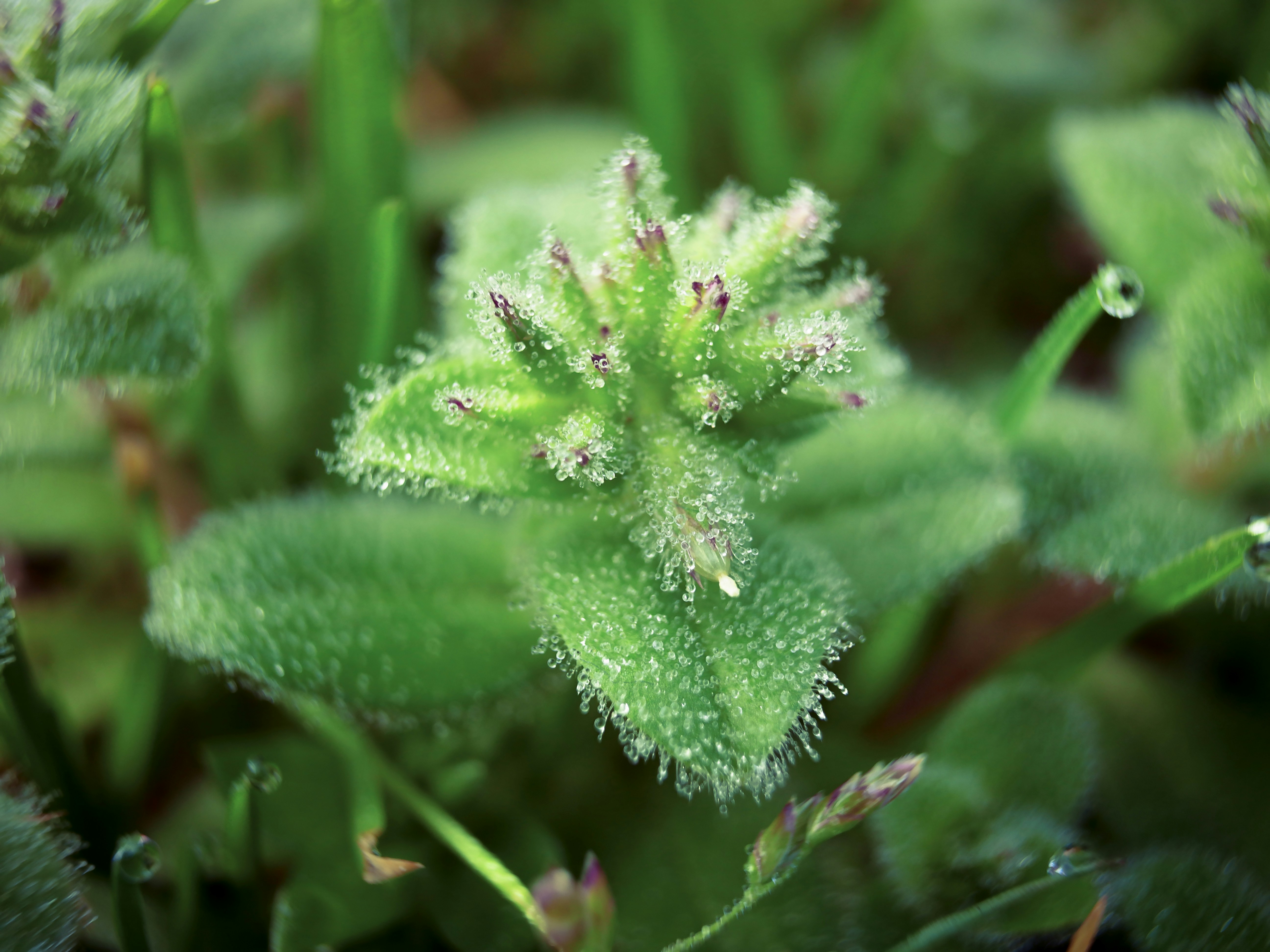 葉のクローズアップの写真 – Unsplashの花の無料画像