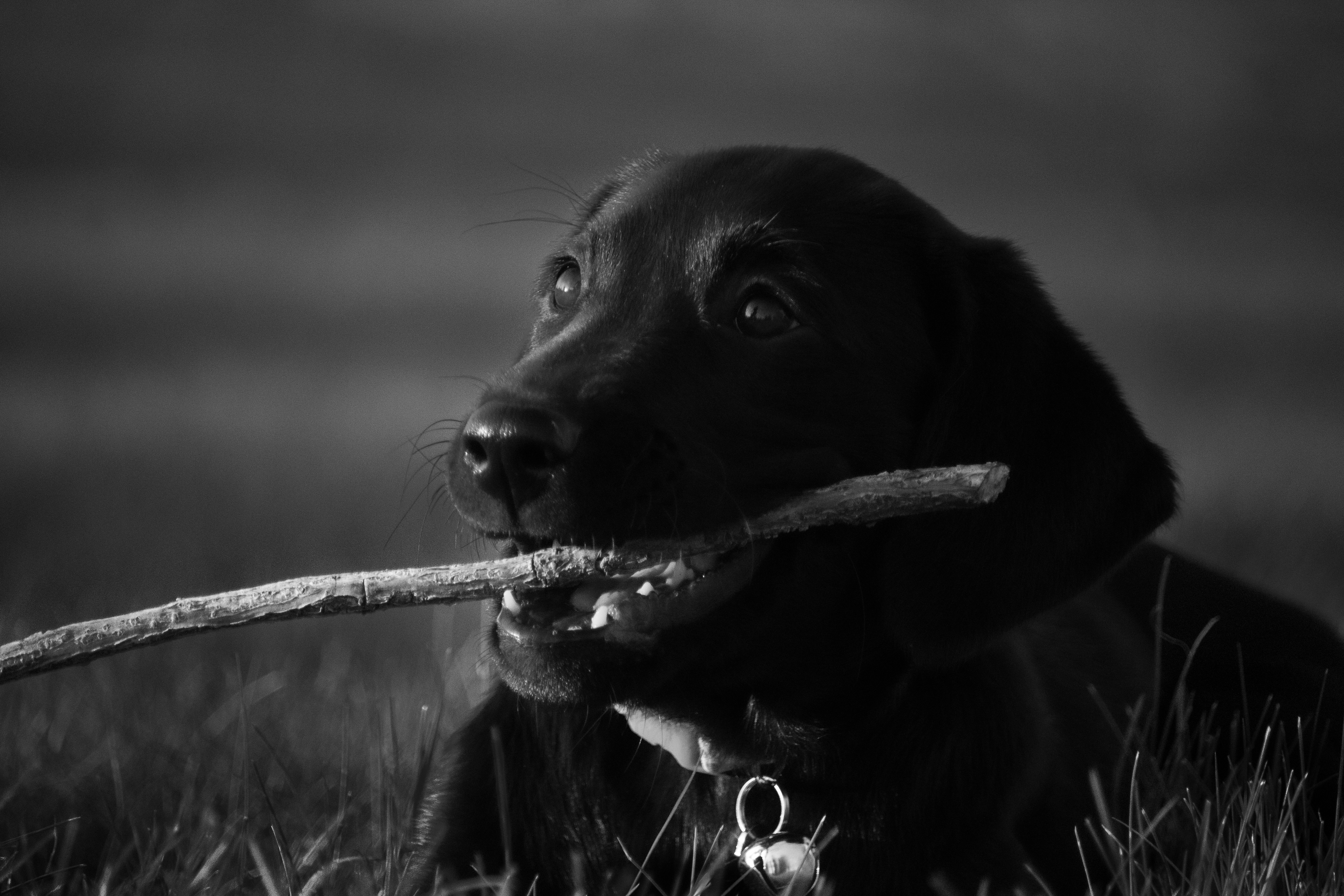 Foto Un perro con un palo en la boca – Imagen Negro gratis en Unsplash