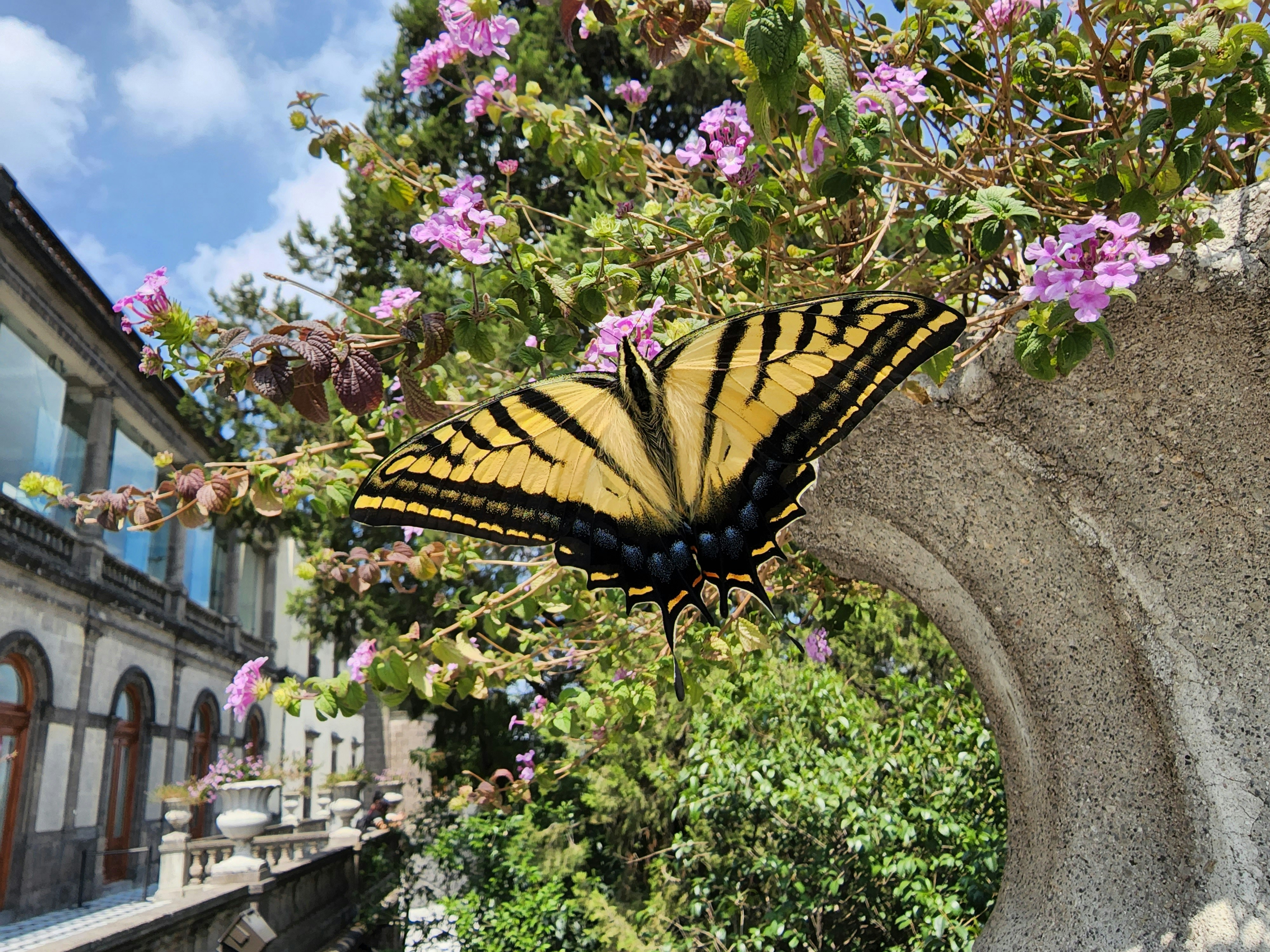 Tiger-winged Monarch on a Sunlit Arch