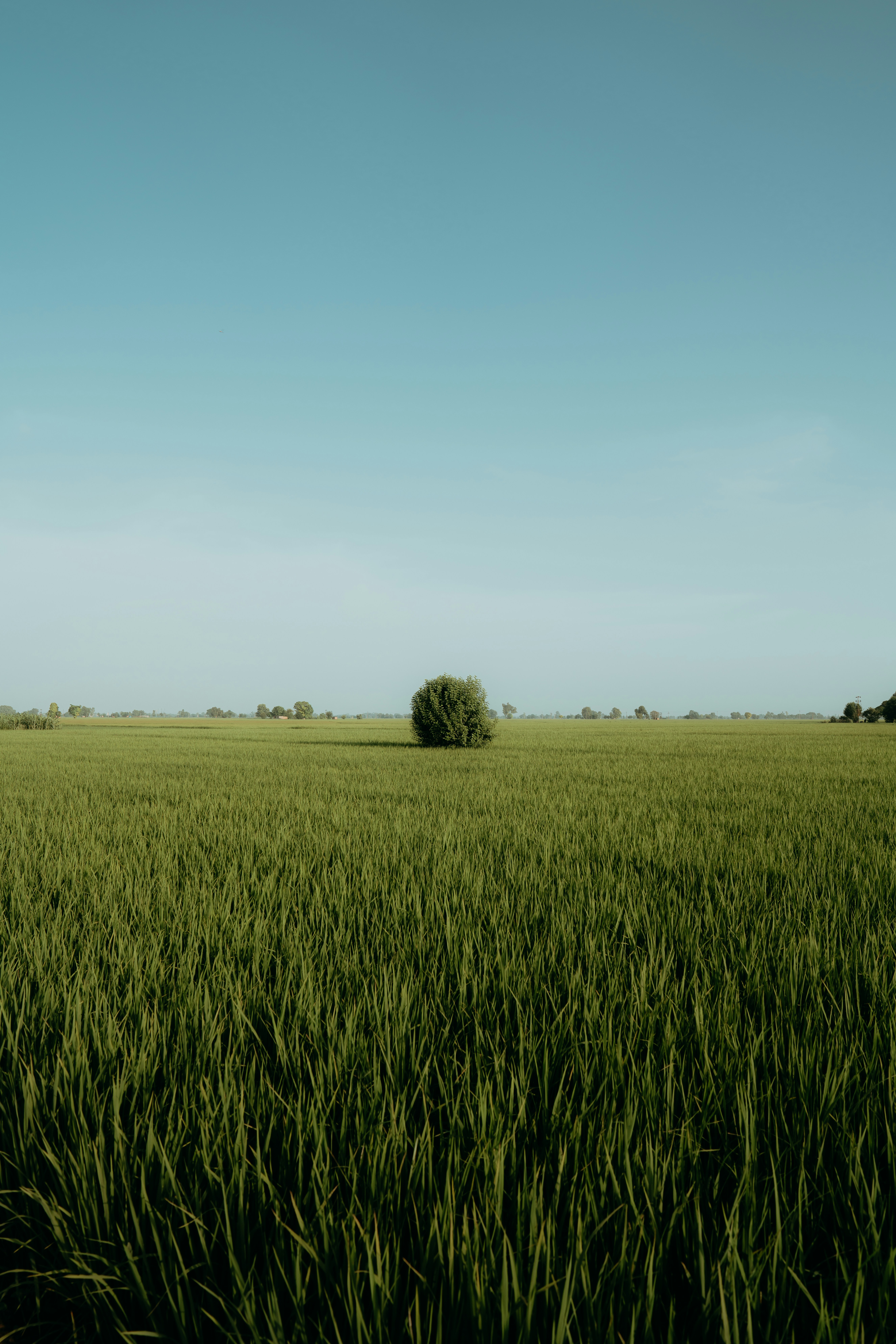 A large grassy field with a tree photo – Free Green Image on Unsplash