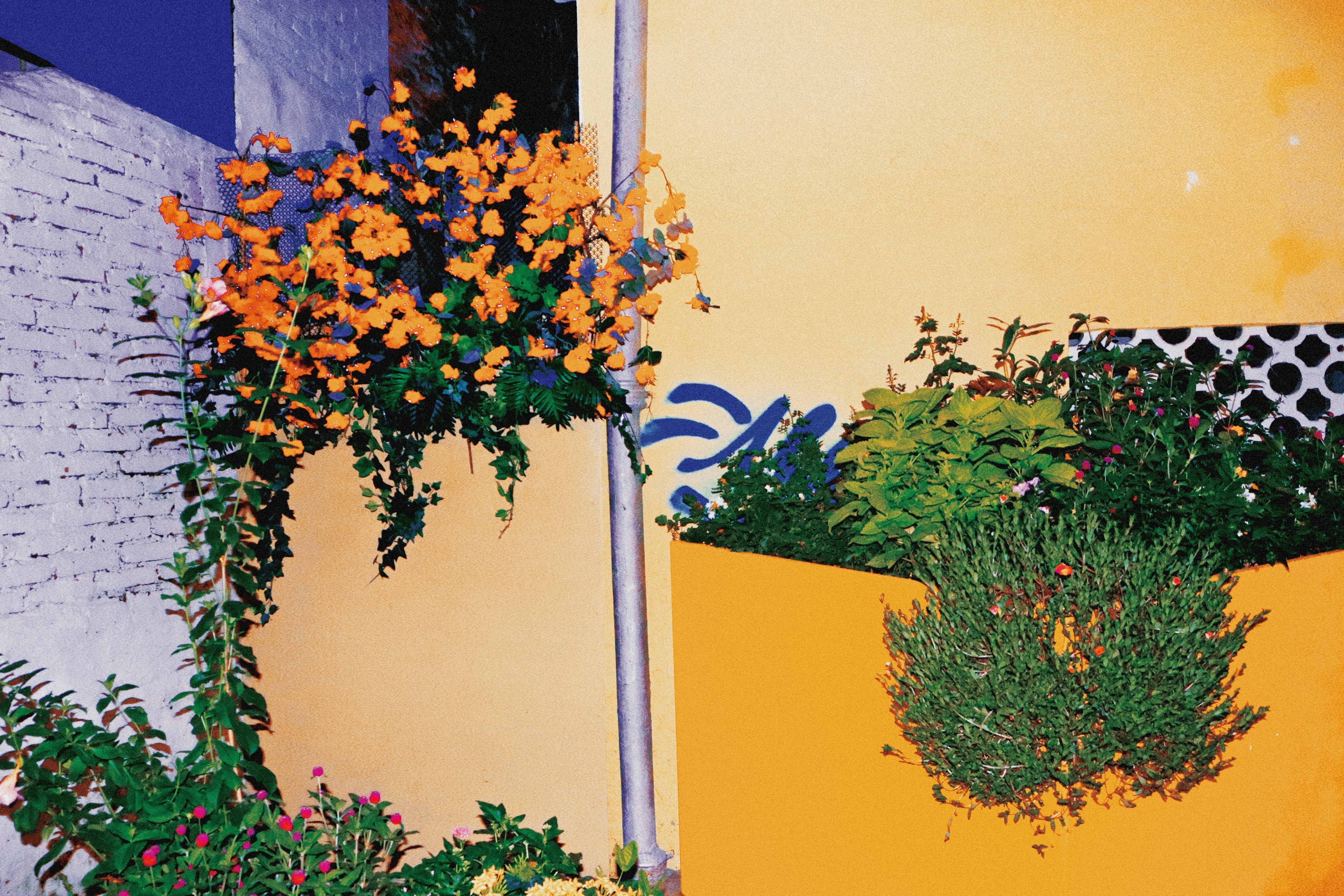 Sheldon Liu (@sheldonliu) | Unsplash 사진 커뮤니티