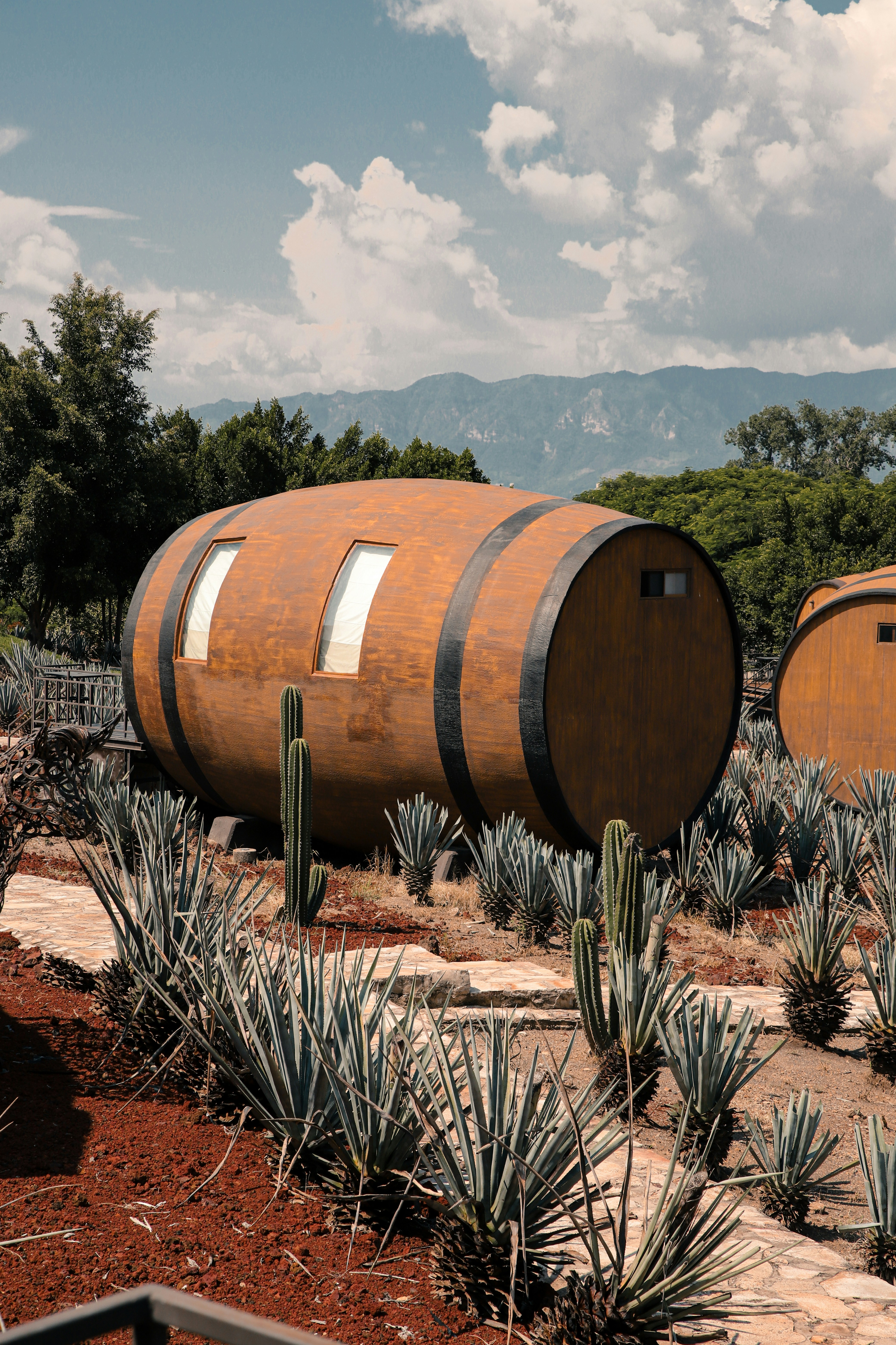 Unique barrel-shaped structures nestled among agave plants under a cloudy sky.