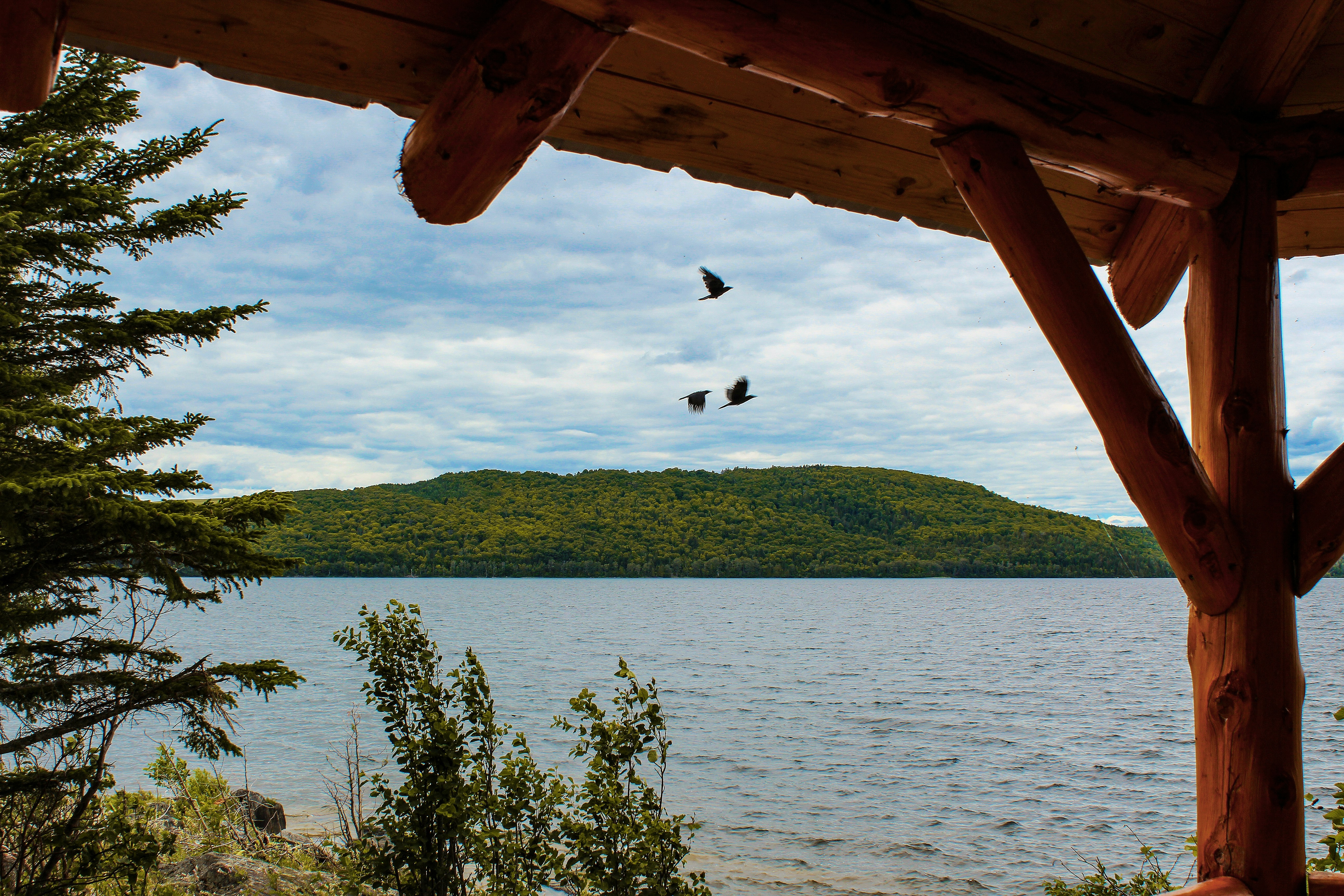 Lakeside Gulls: Birds in Flight Over a Tranquil Shore