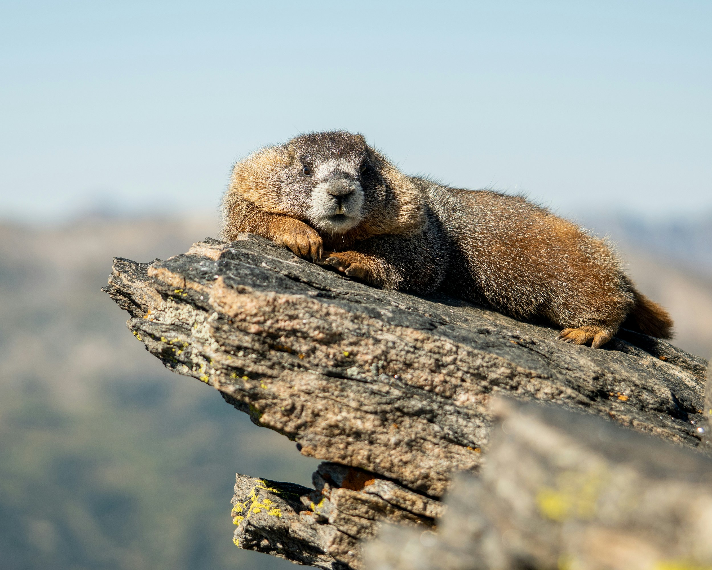 A furry animal on a tree branch photo – Free Wildlife Image on Unsplash