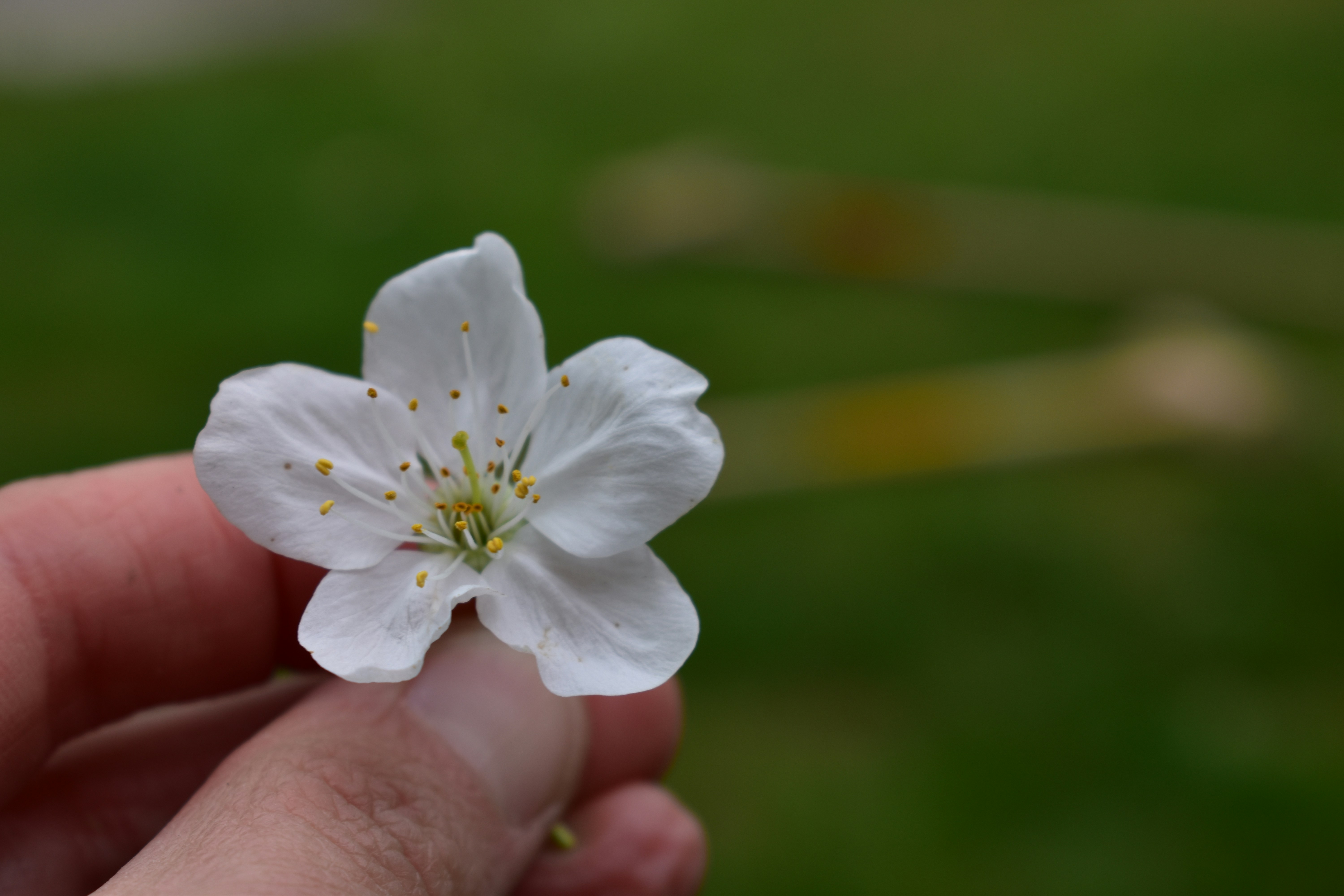 a hand holding a white flower