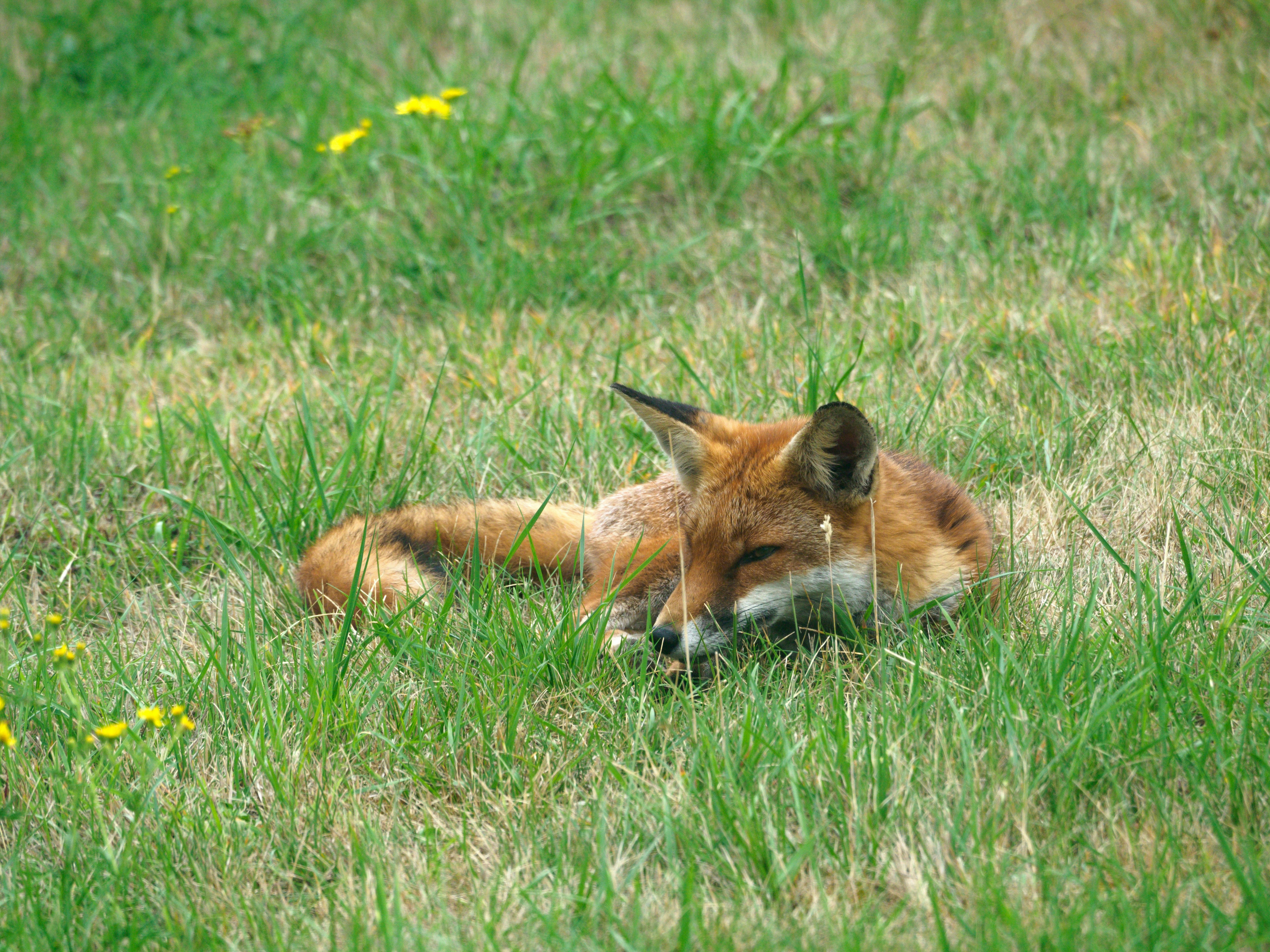 urban fox, red fox, wildlife, urban wildlife, animals, scavenger, fox, london, garden, cute, furry, lawn, back garden, london, 