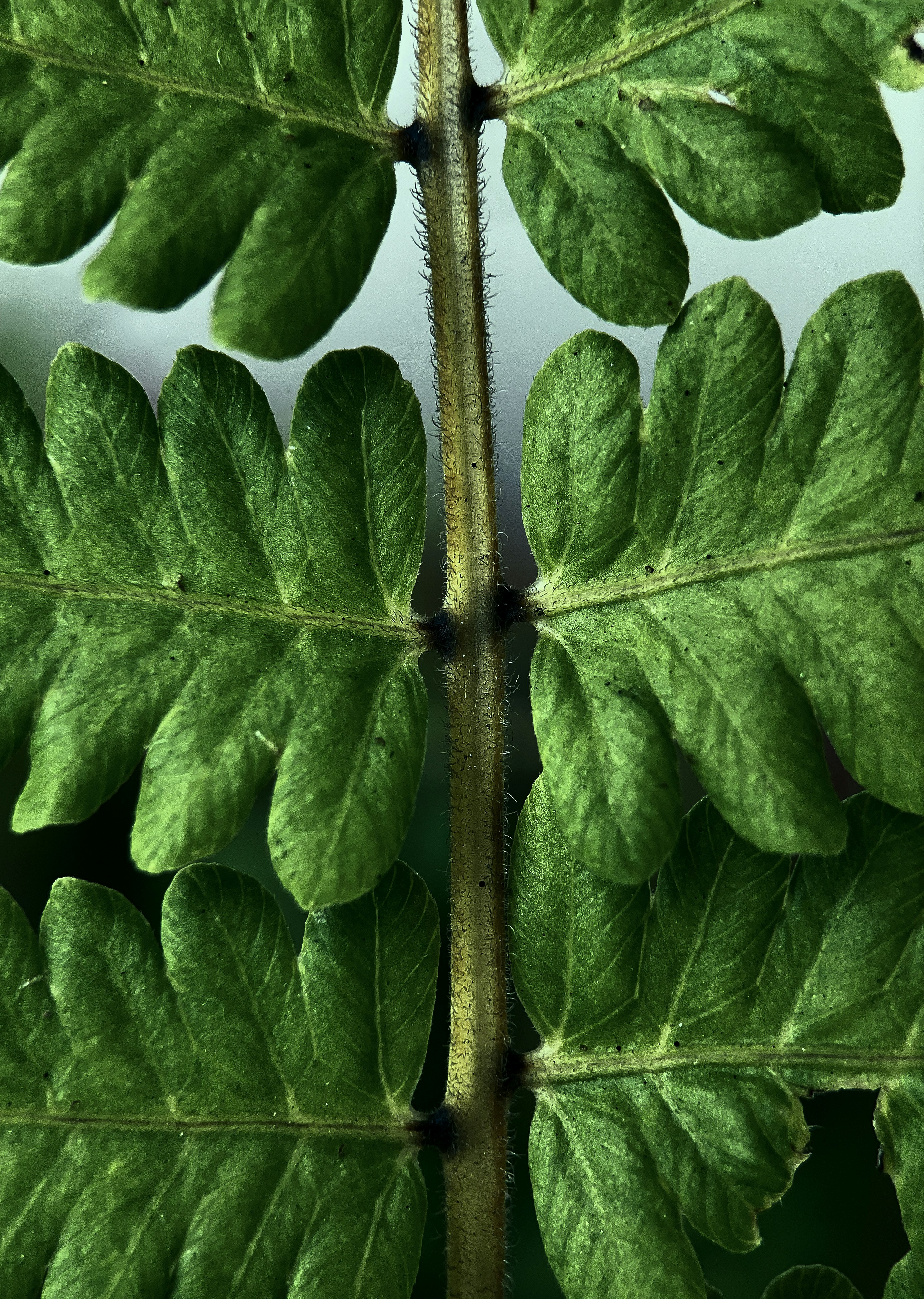 Close-up of vibrant green fern leaves showcasing intricate textures and details. The natural symmetry highlights the beauty of botanical life.
