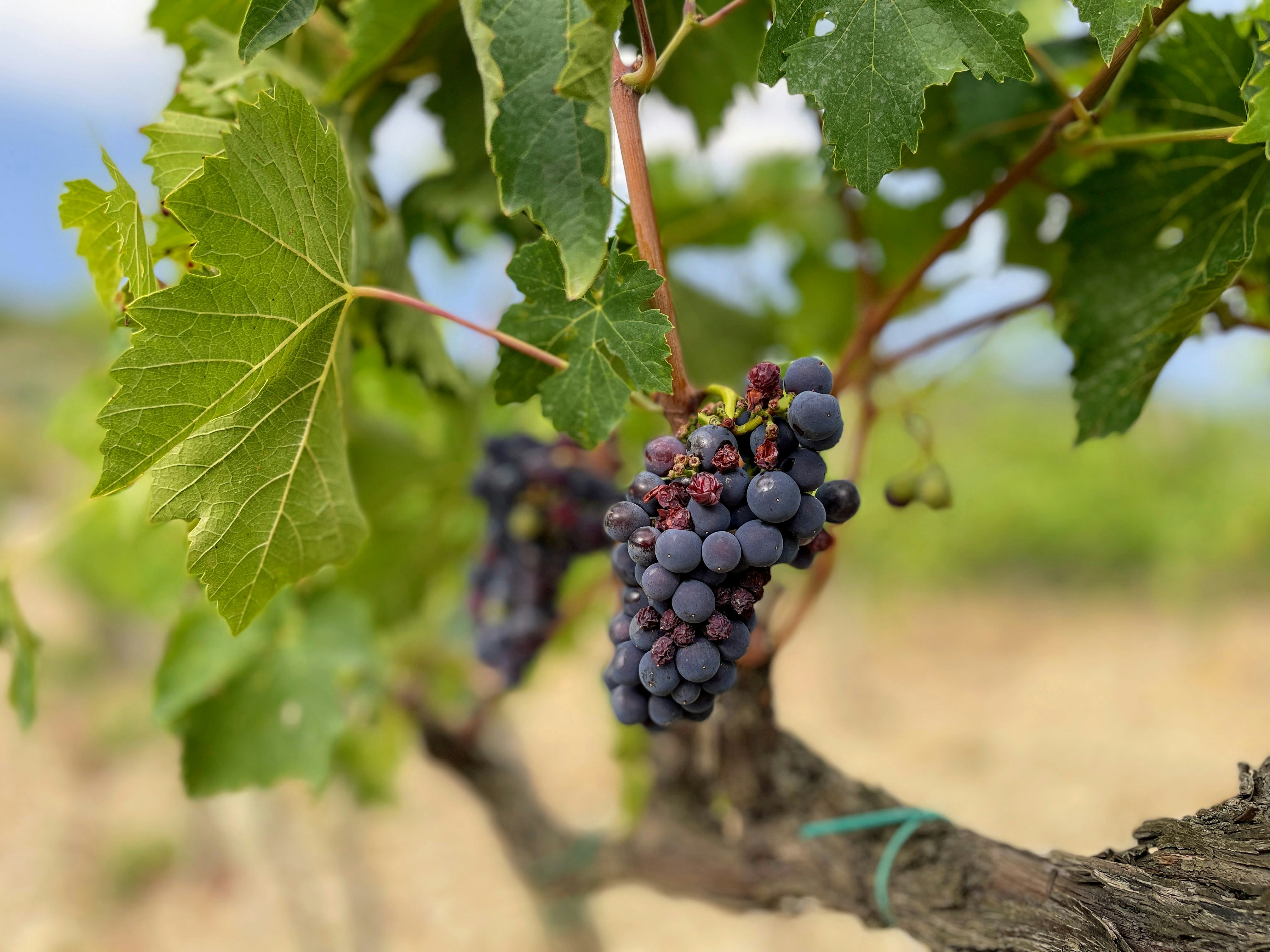 Grapes On The Vine Pictures | Download Free Images on Unsplash