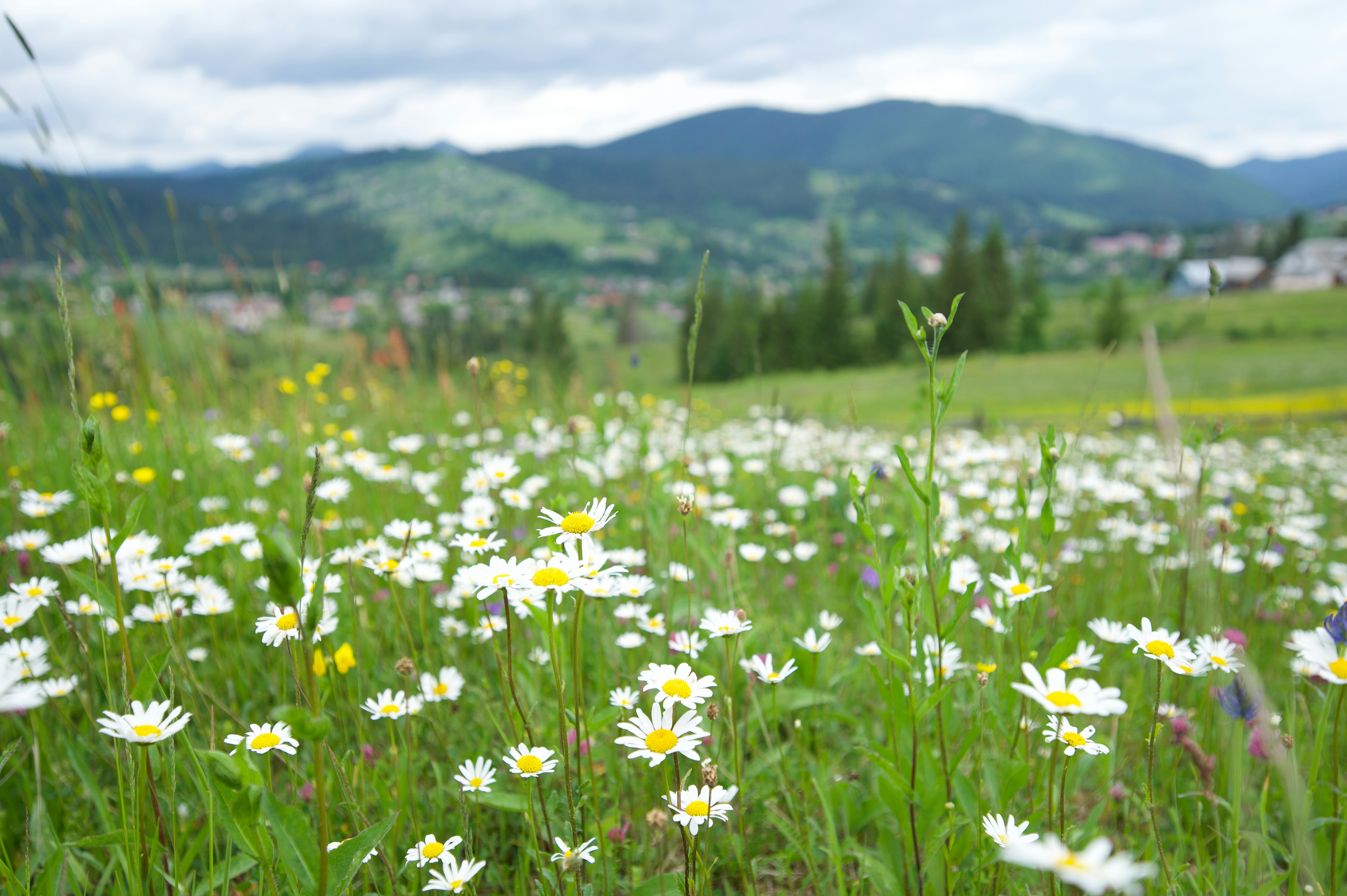 A field of flowers photo – Free Outdoors Image on Unsplash