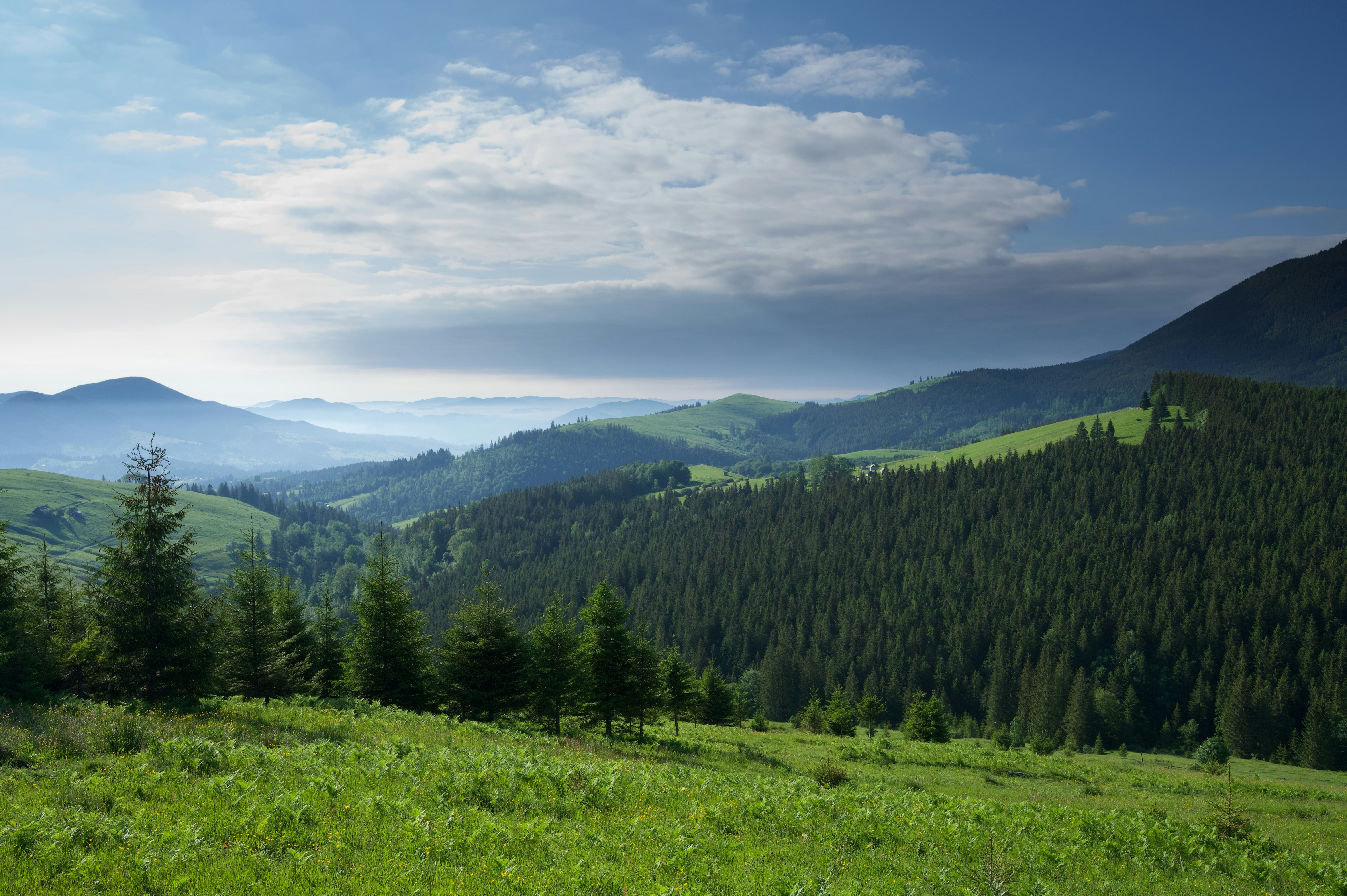 A grassy area with trees and mountains in the background photo – Free ...