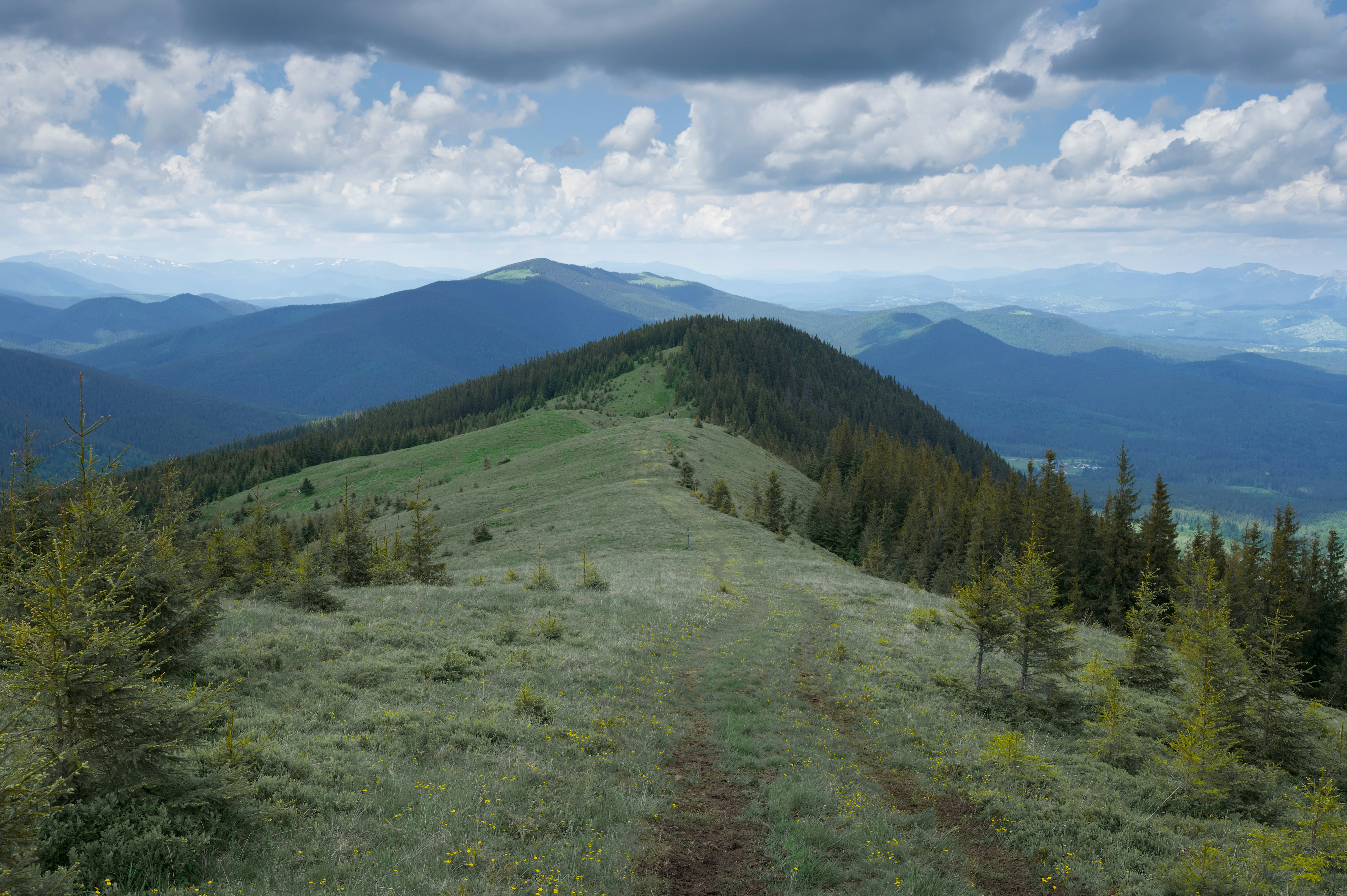A grassy hill with trees on it photo – Free Photo Image on Unsplash