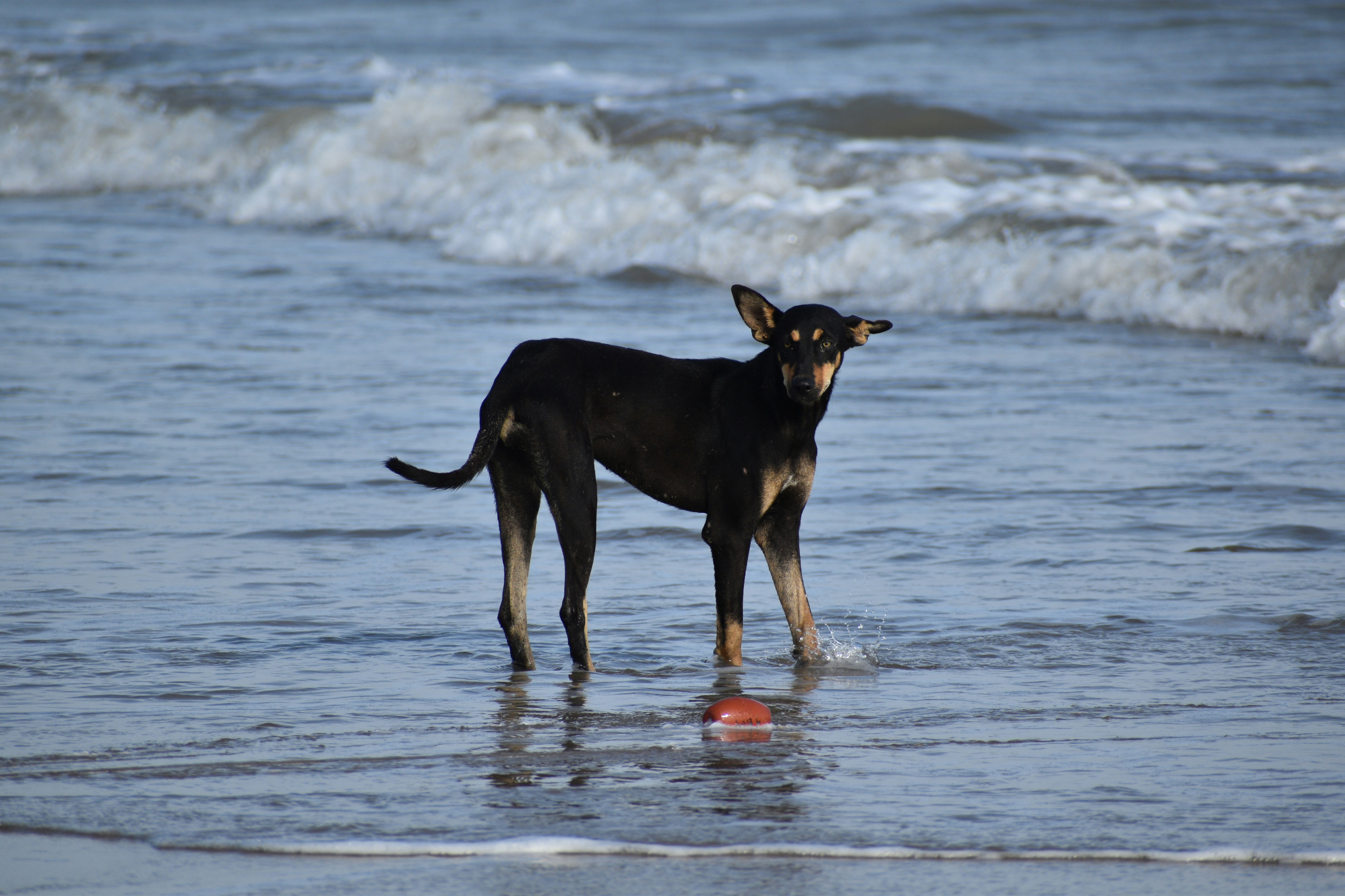 Foto Un perro parado en la playa – Imagen Perro gratis en Unsplash