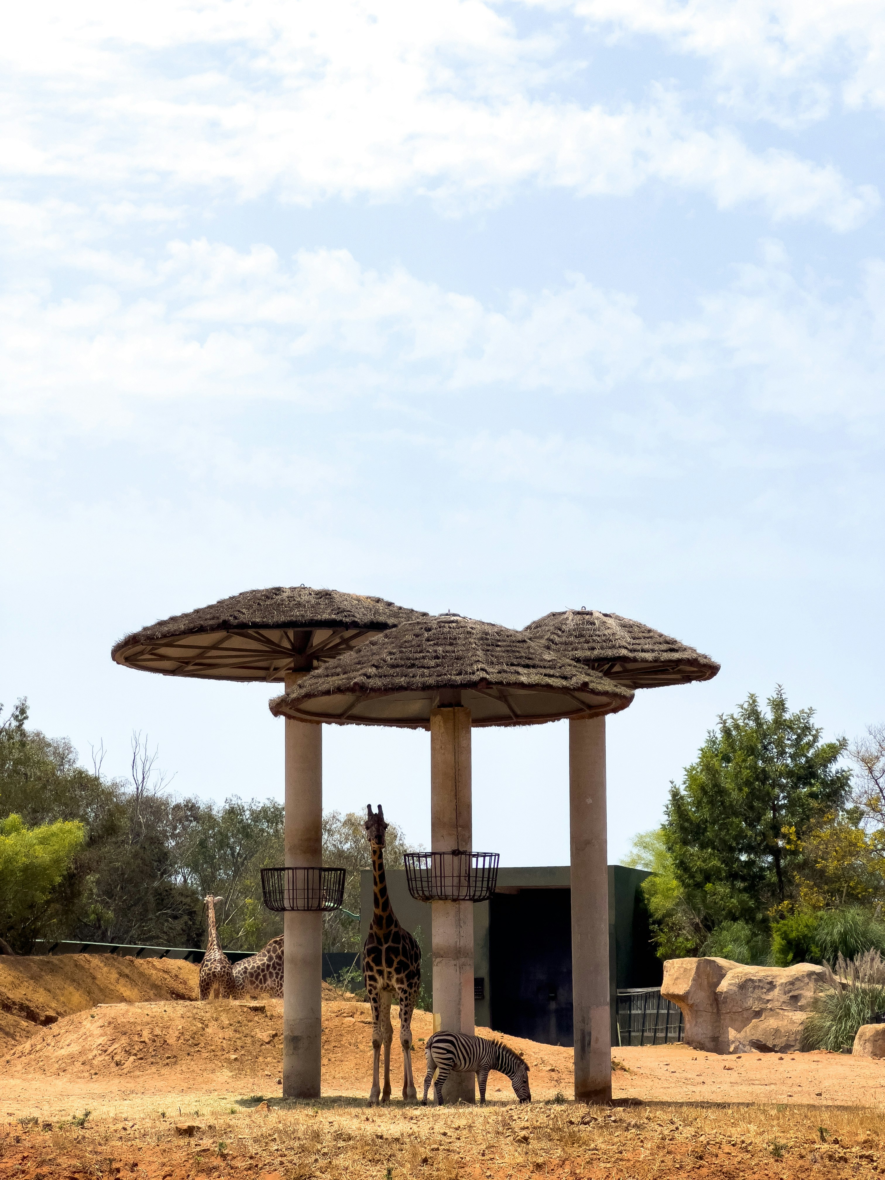 A zebra and giraffe in a zoo exhibit photo – Free Jardin zoologique ...