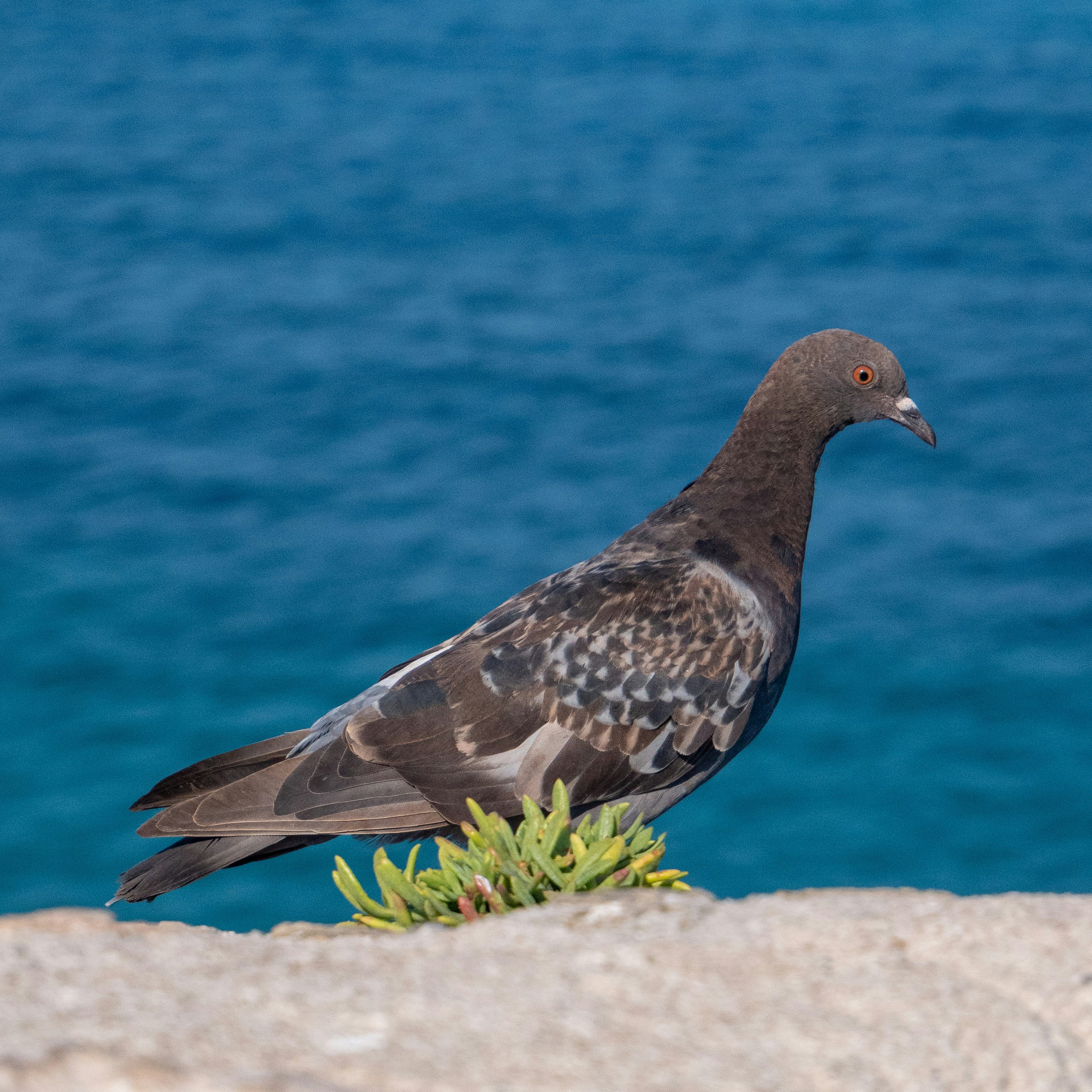 Sea-Edge Pigeon: Perched on a sun-warmed ledge above a sapphire ocean