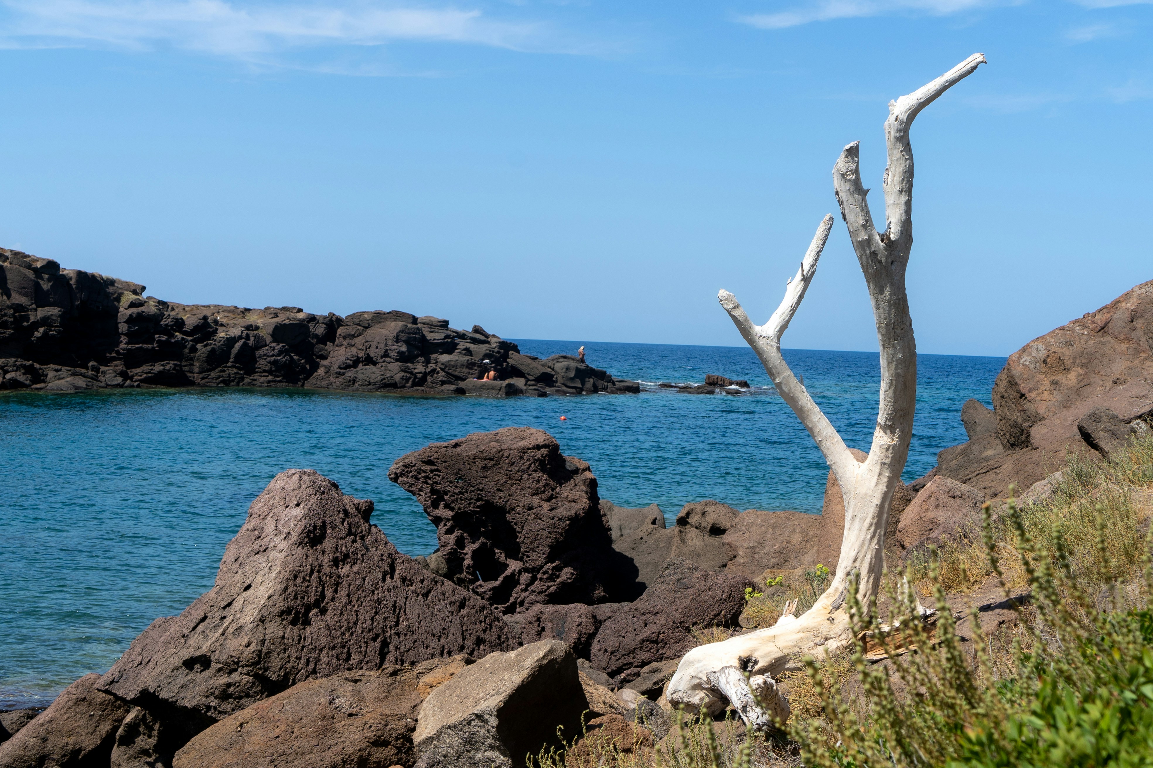 A weathered tree stands sentinel by the tranquil sea, surrounded by rugged rocks and clear blue waters.