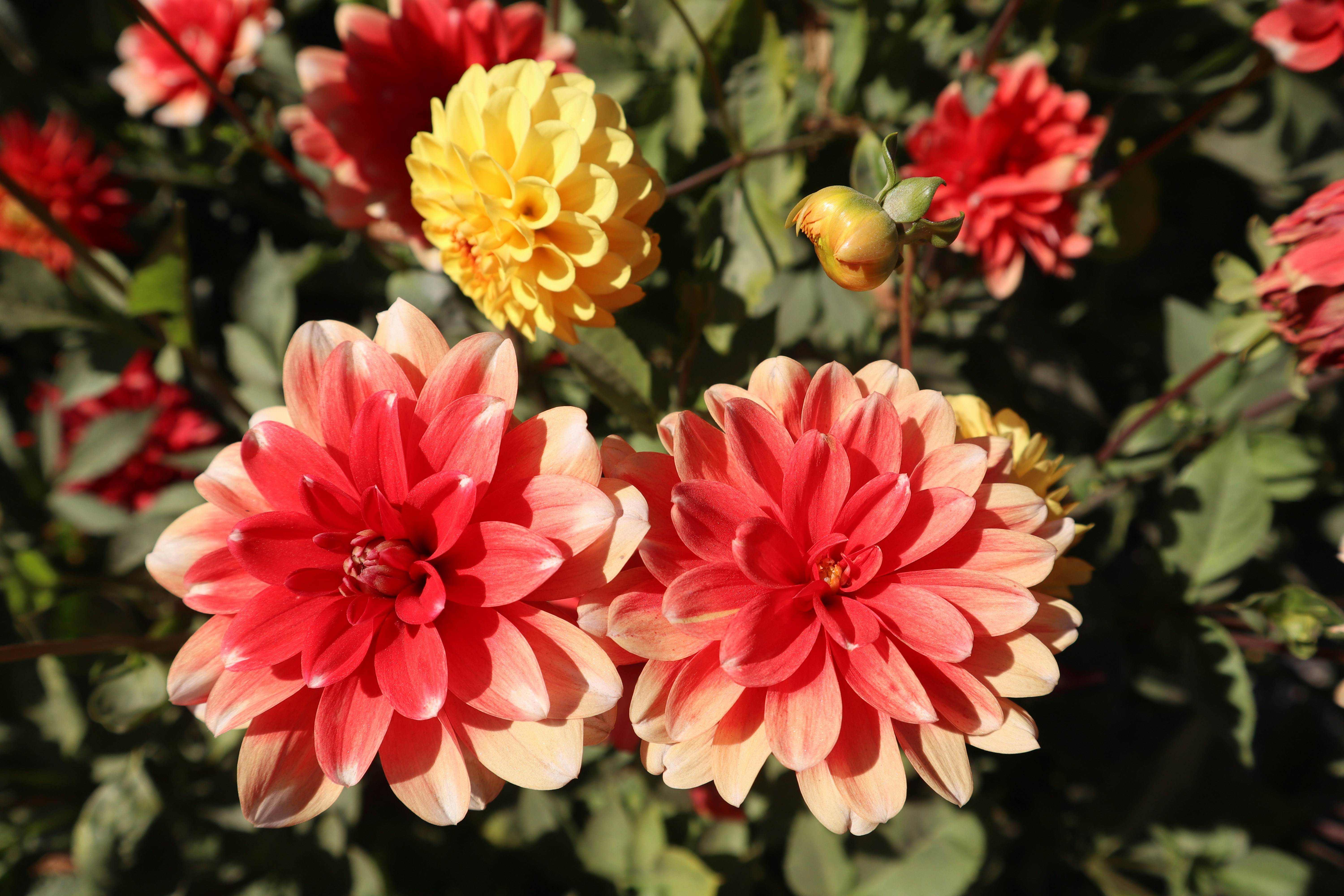  Taken at the Keukenhof Gardens in Lisse.