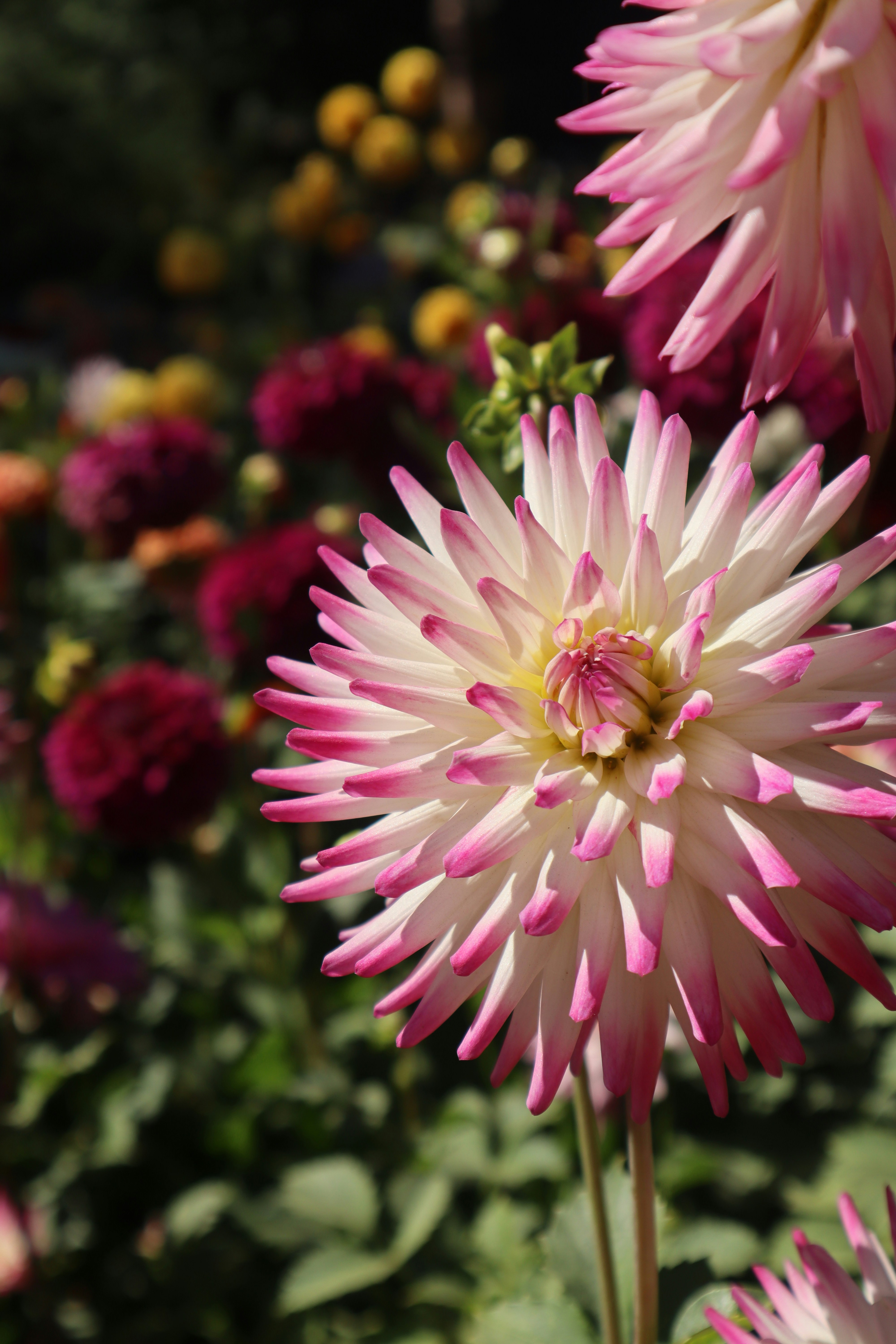 Close-up of a dahlia flower showcasing its intricate petal arrangement and vibrant colors against a blurred garden backdrop.