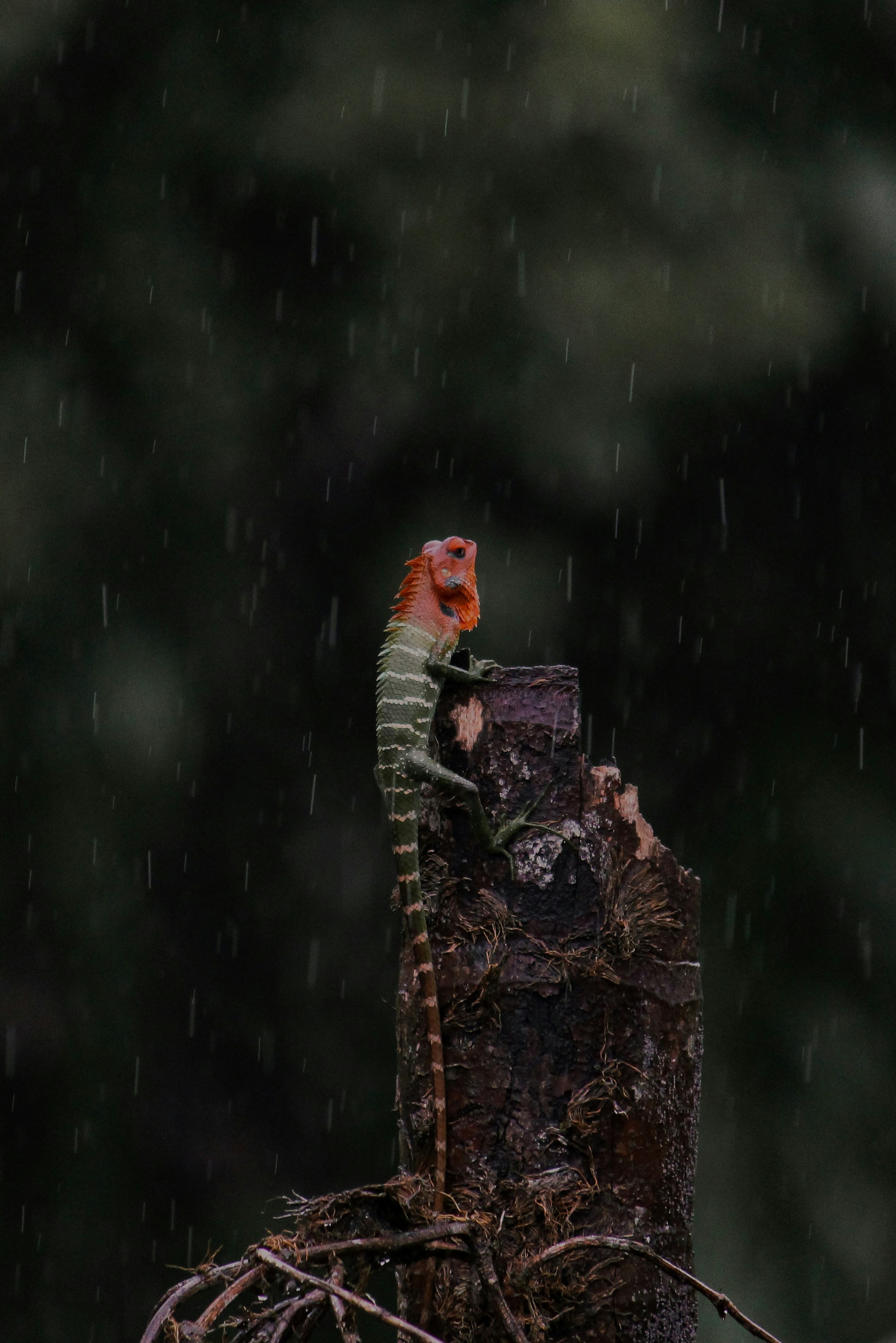 Tropical Lizard holding in the heavy rain