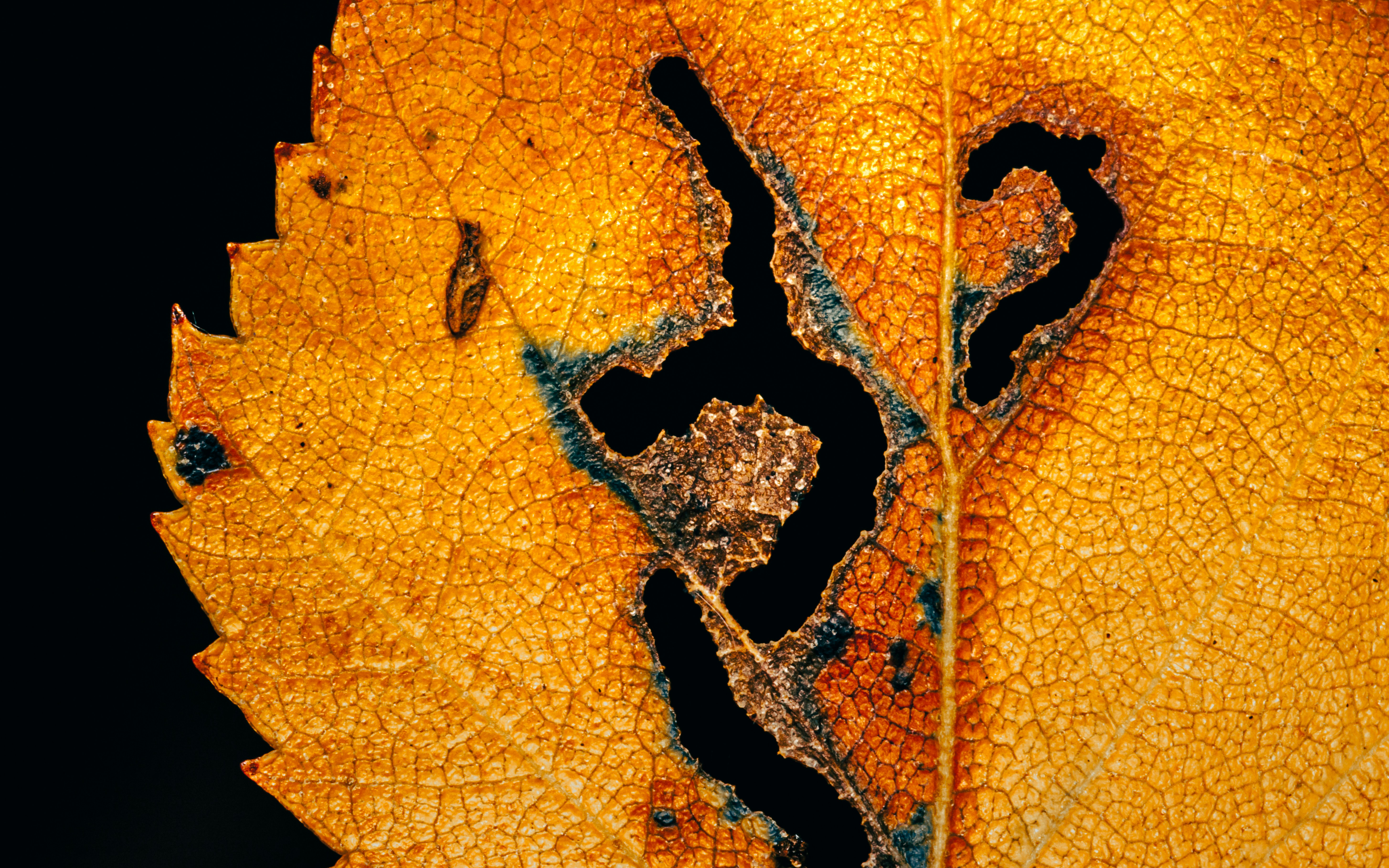 Close-up of a dried leaf showcasing intricate patterns and textures, highlighting the natural decay and artistry found in nature.