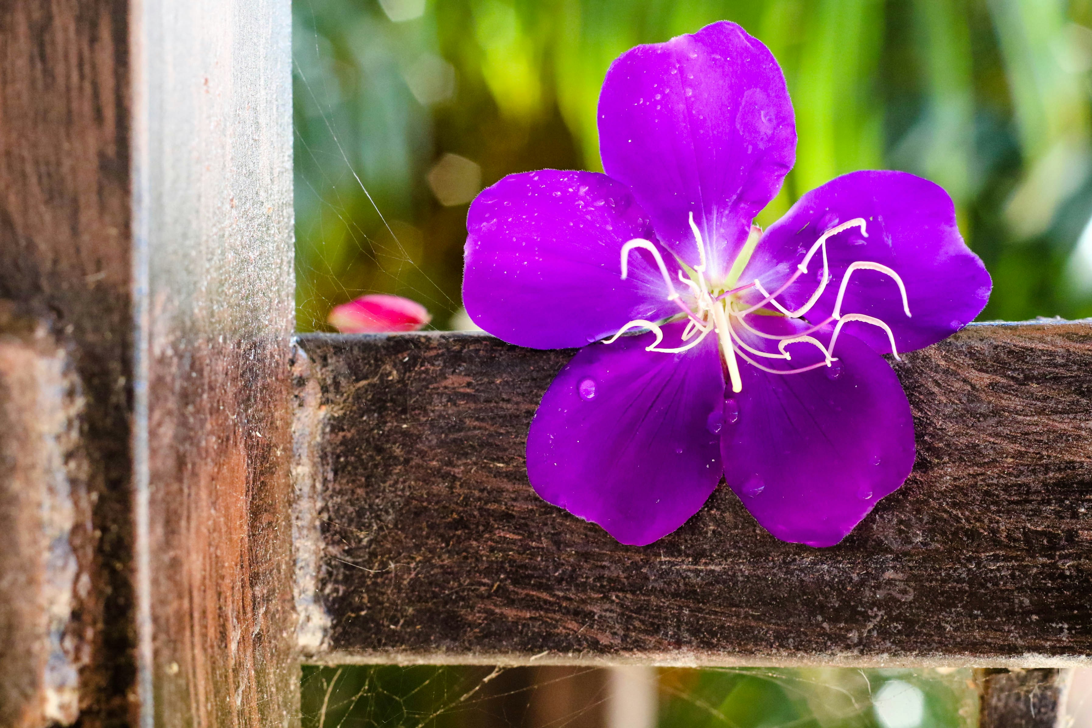 A close up of a purple flower photo – Free Puerto rico Image on Unsplash