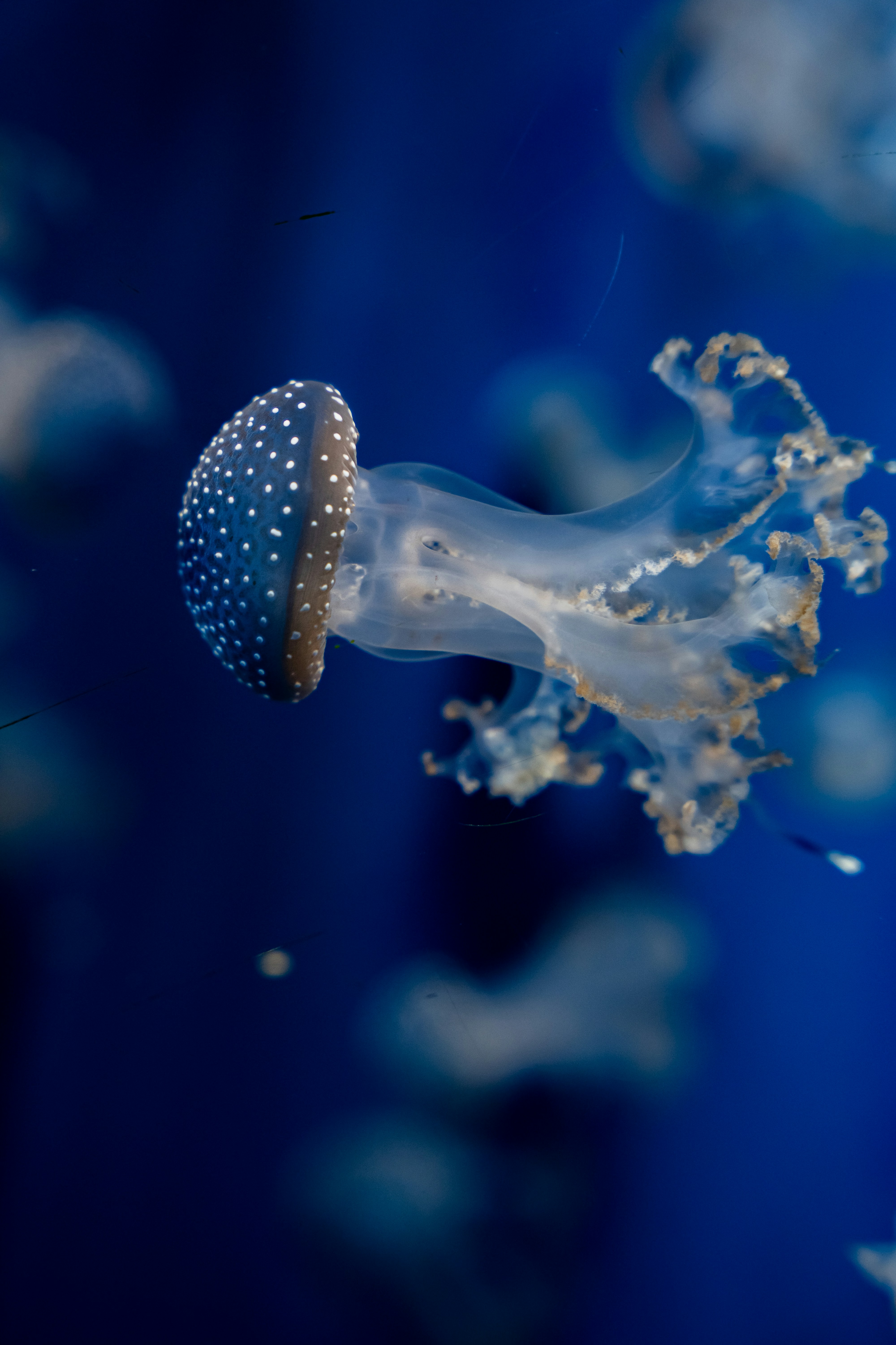Blue Velvet Bell: A Jellyfish Drifting Through Indigo Depths