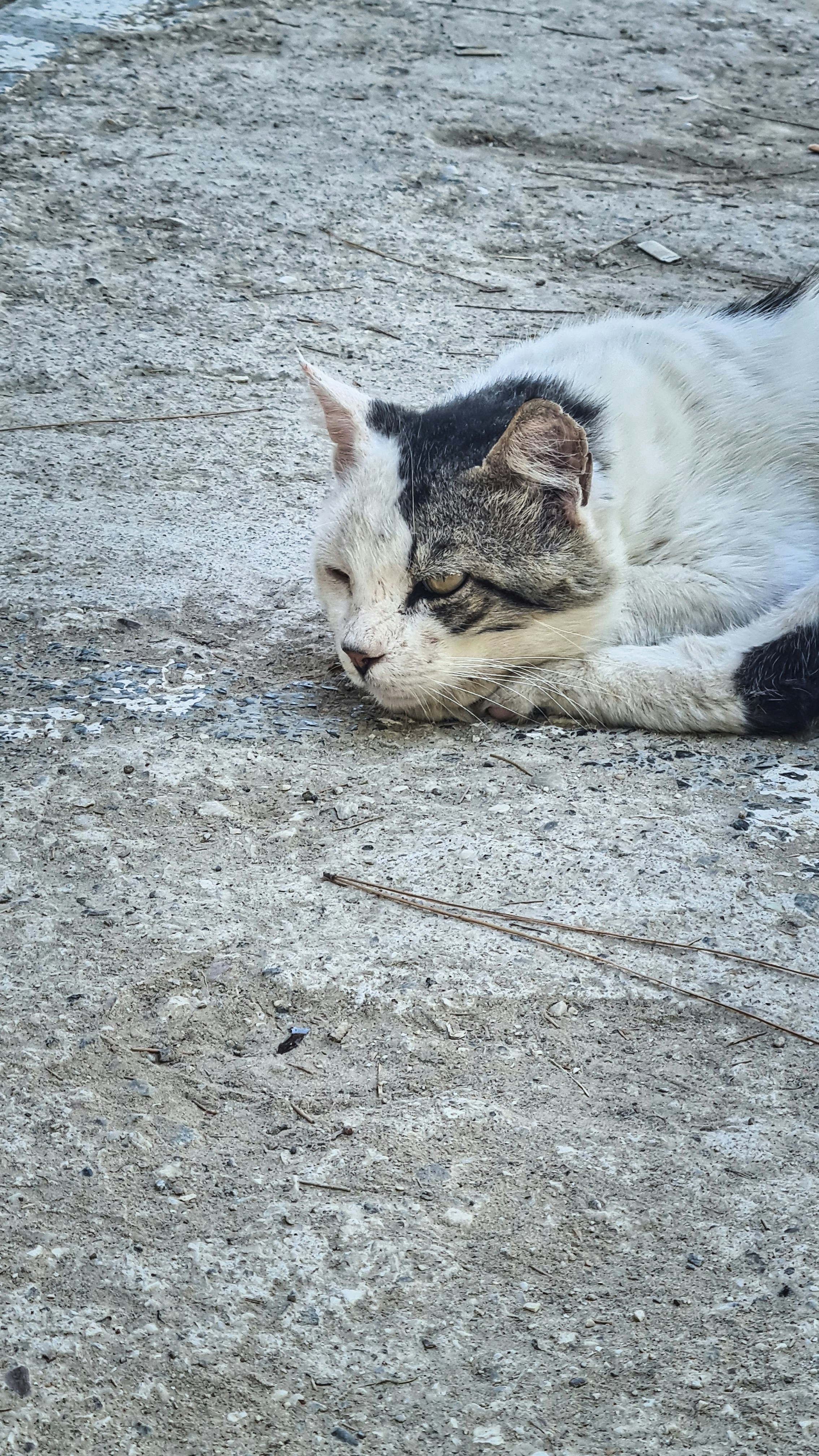 Resting Feline in Dusty Morning Light