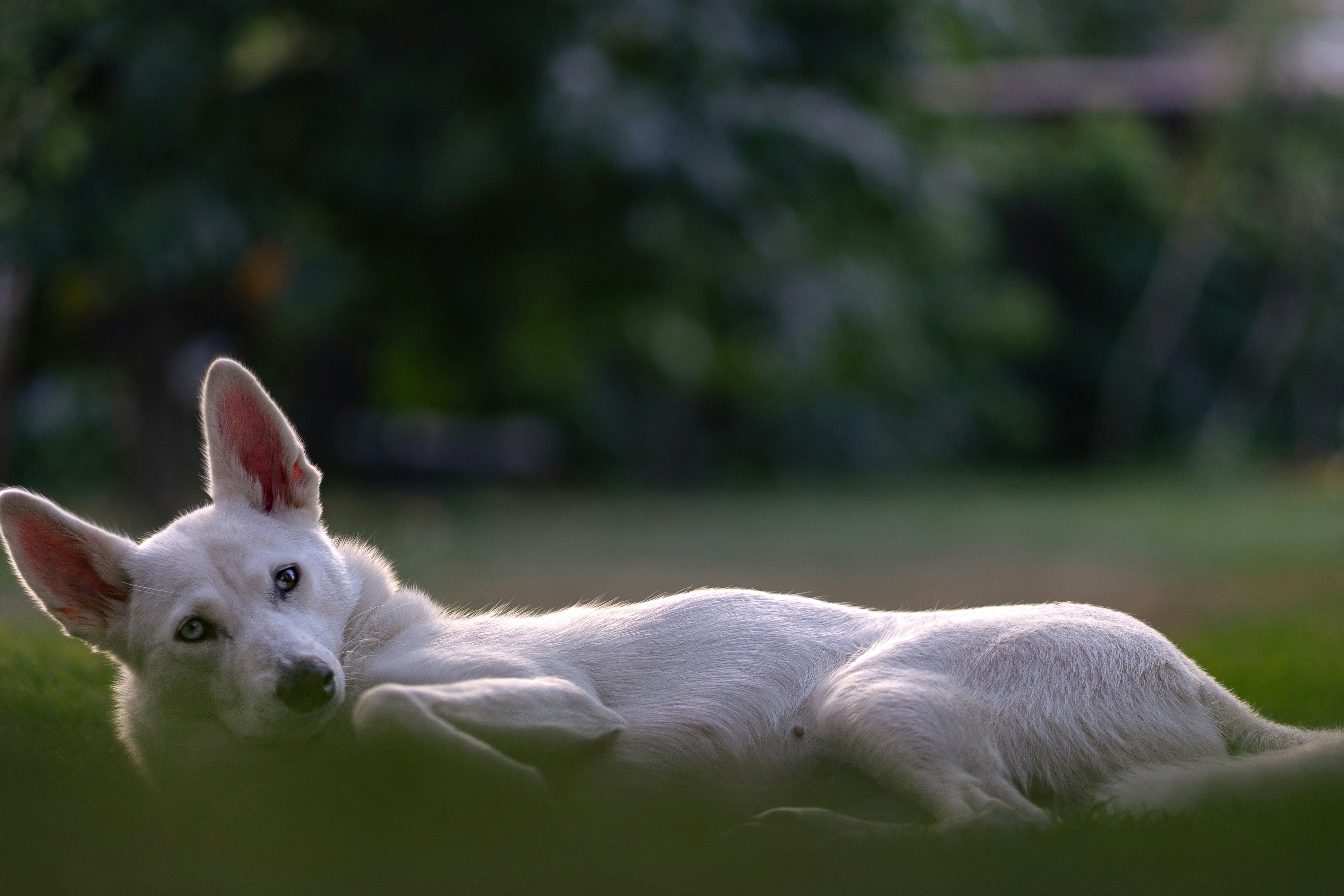 Pale Quiet on the Lawn: A White Dog in Gentle Focus