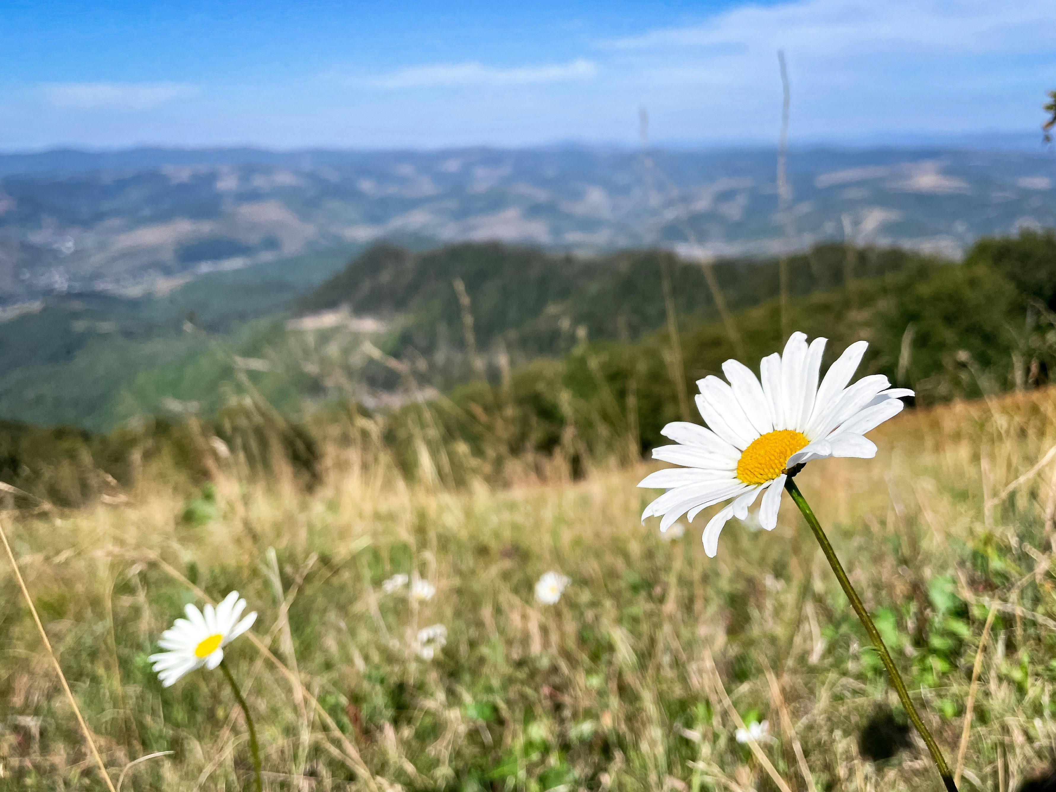 White Daisy in a Golden Hillscape