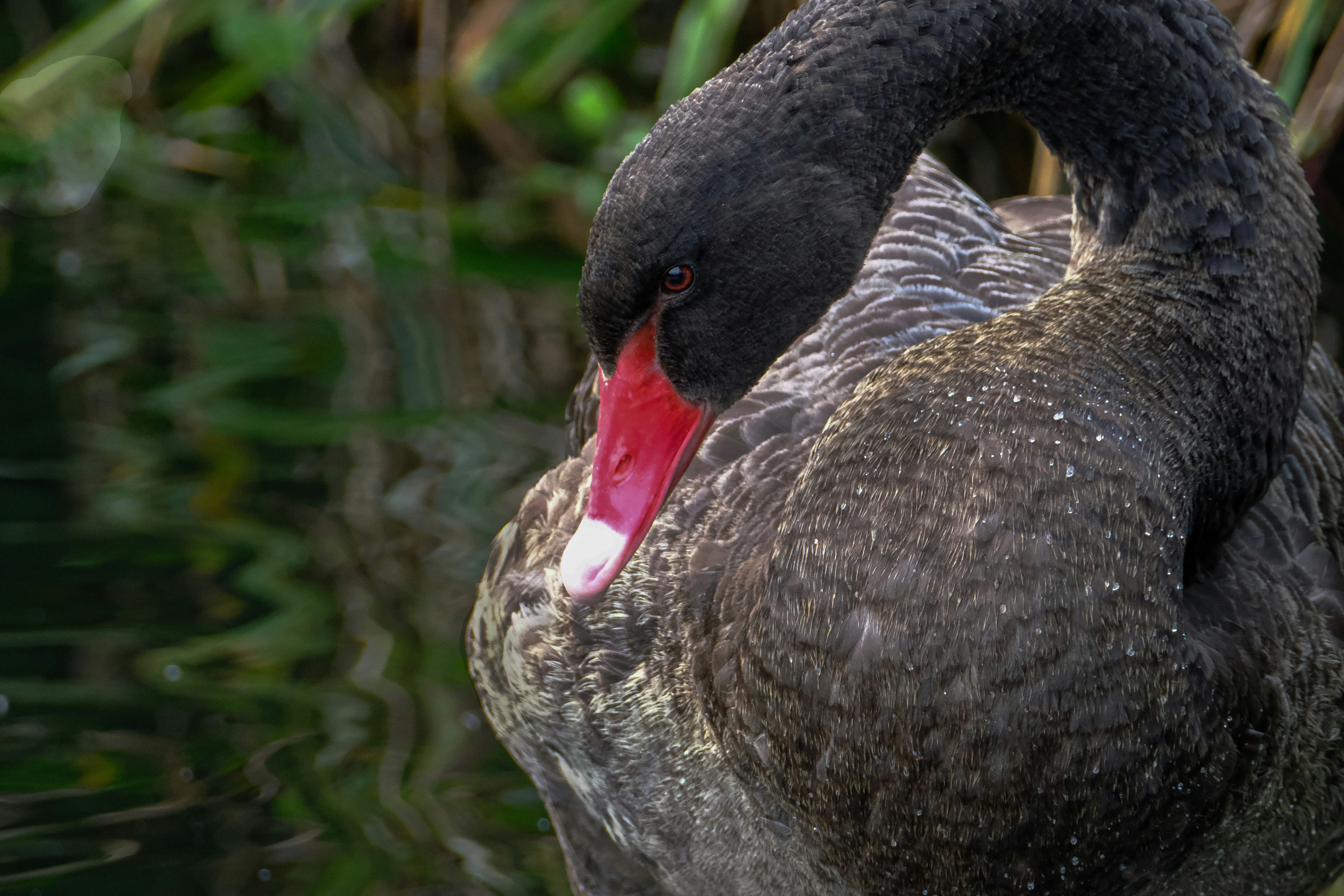 Red-beaked Grace: A Black Swan Basking in Still Waters