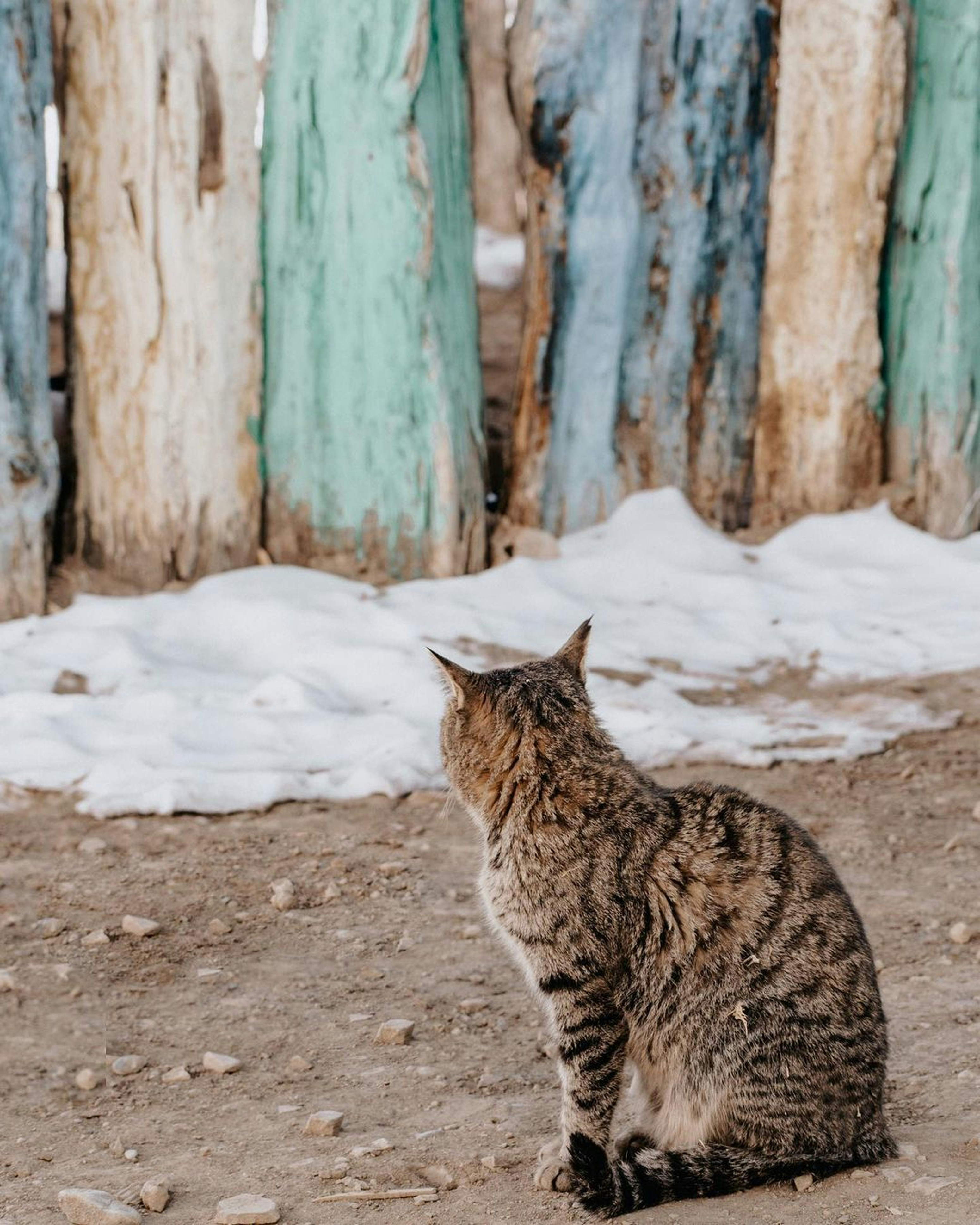 Un chat assis par terre photo – Image gratuite de Gris sur Unsplash