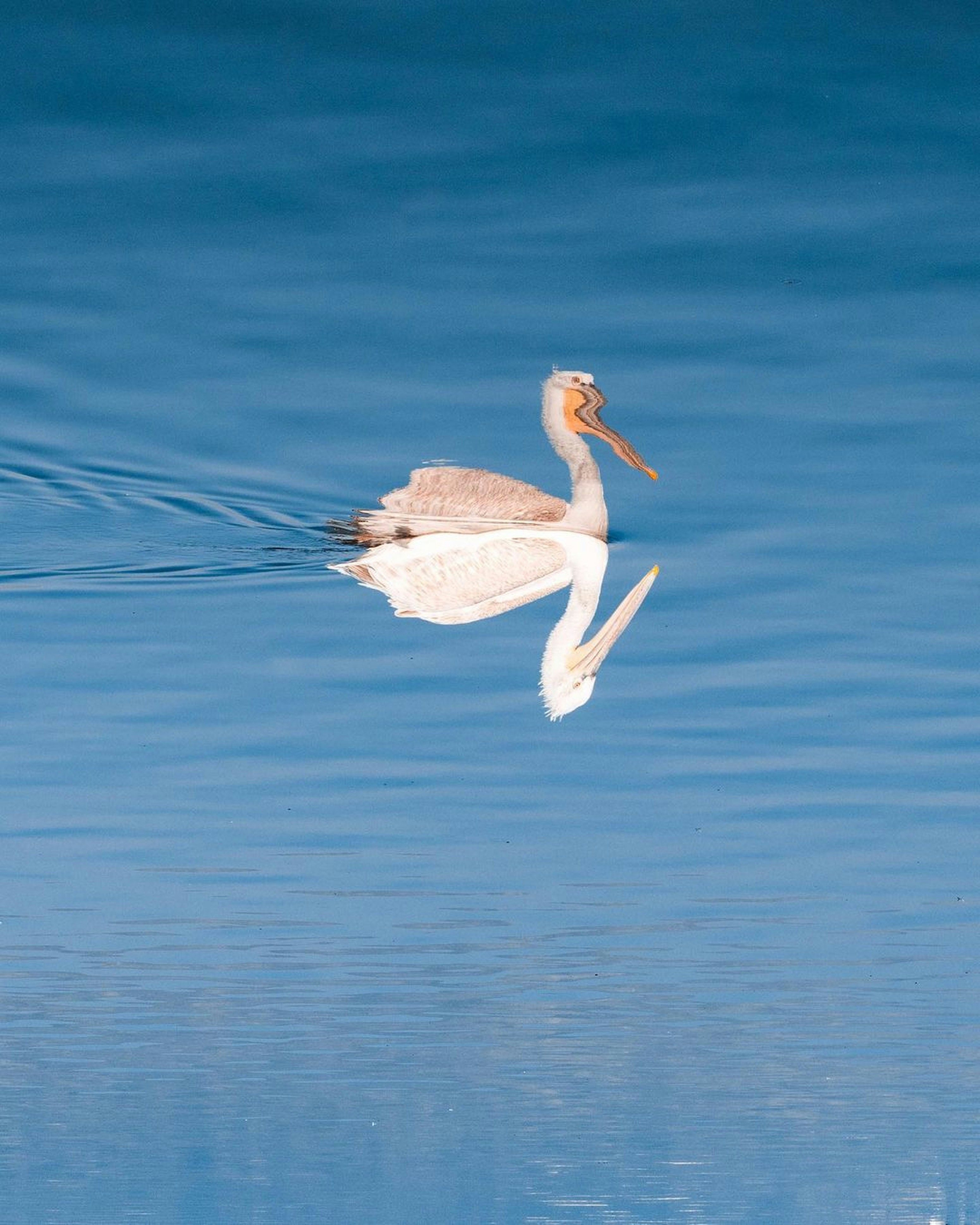 A bird flying over water photo – Free Bird Image on Unsplash