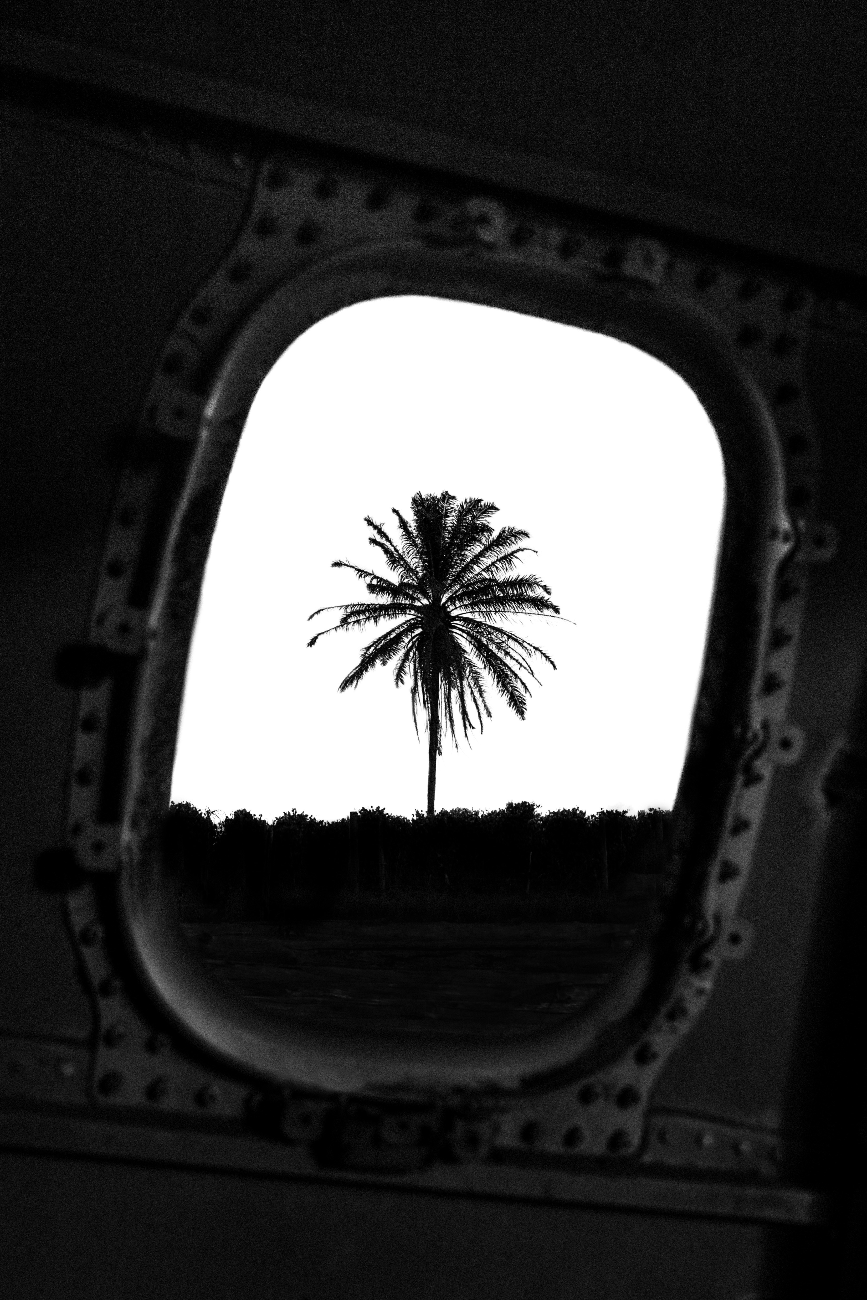 A palm tree outside of a window photo – Free Window Image on Unsplash