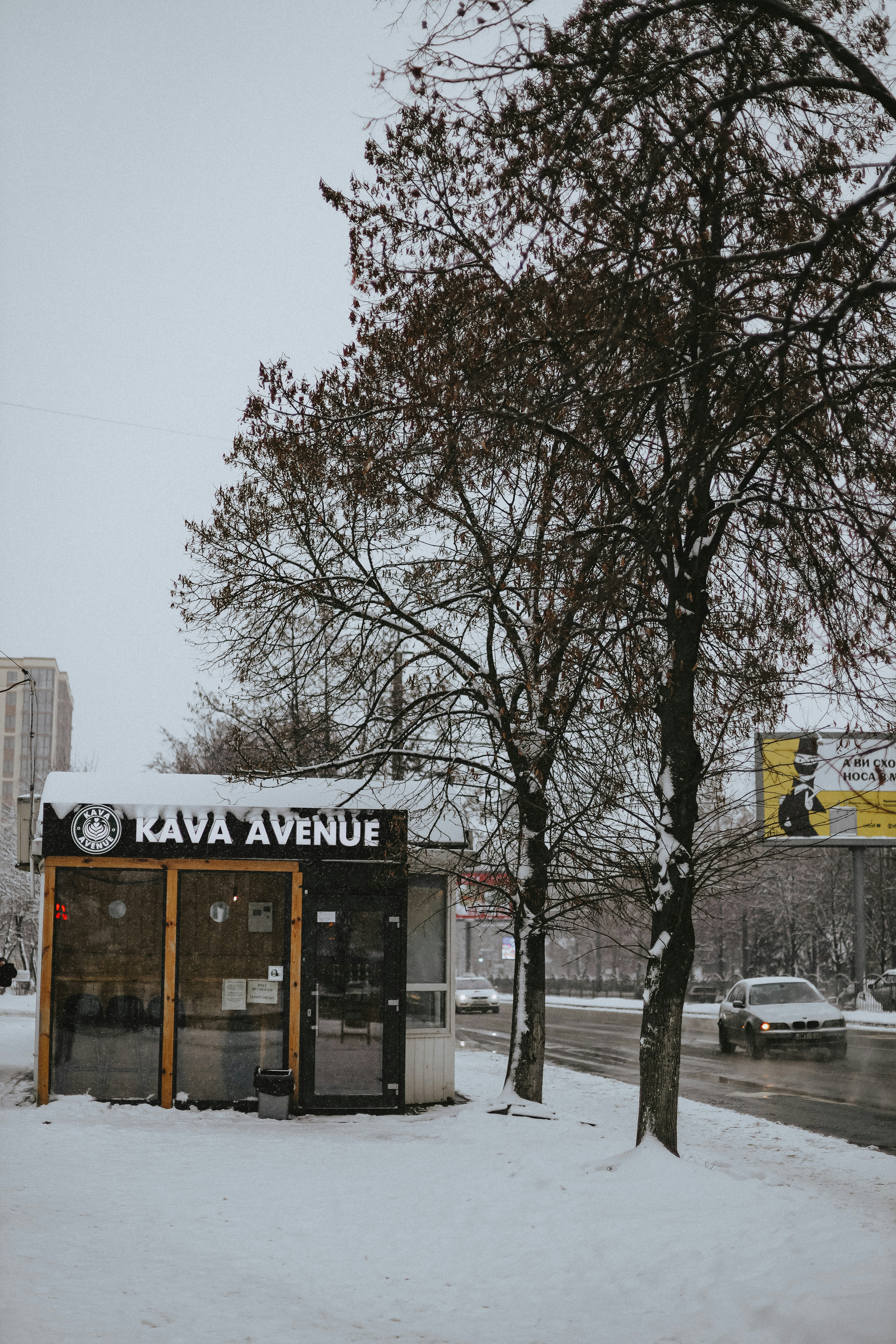 A tree in front of a store photo – Free Lutsk Image on Unsplash